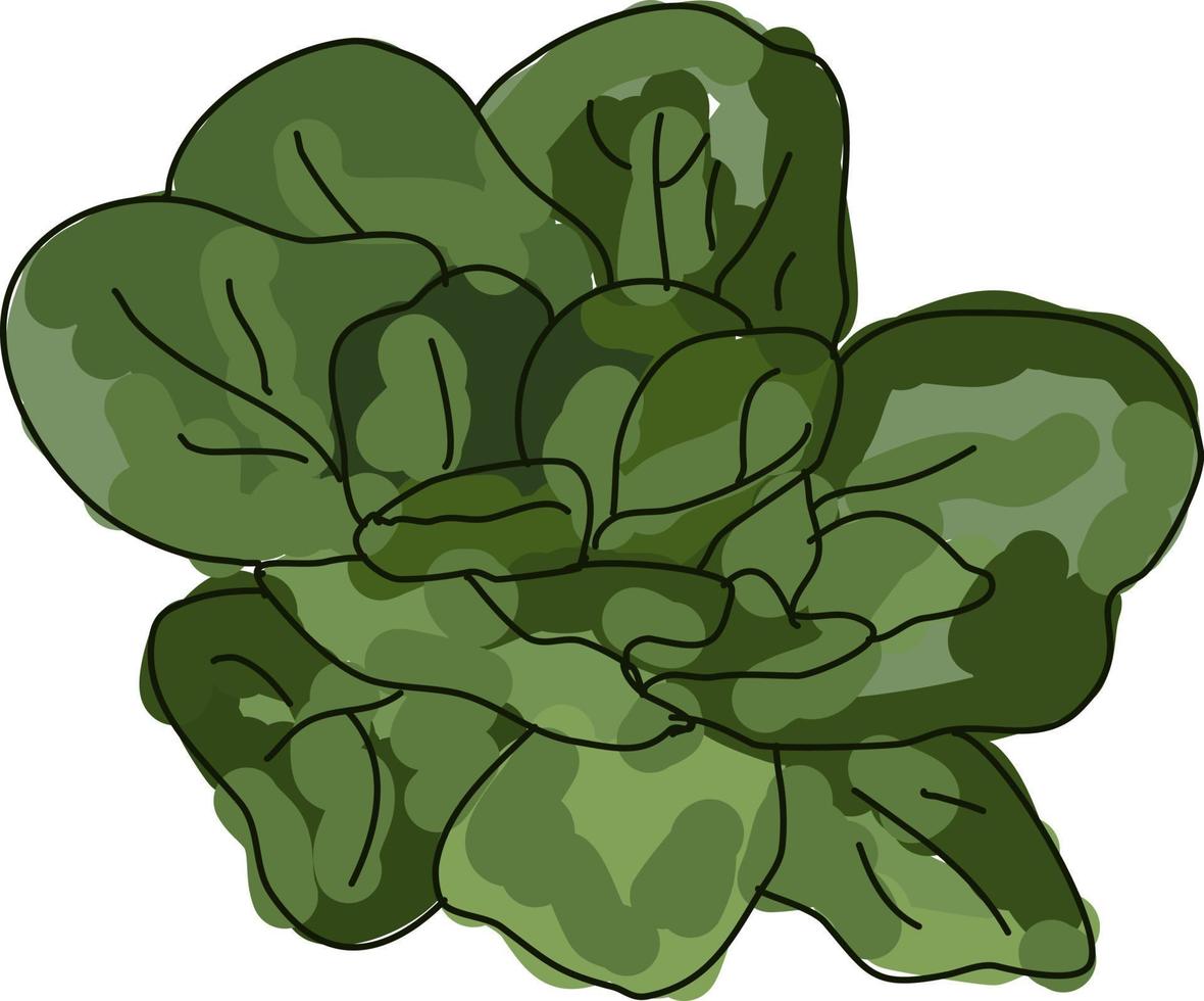 Fresh Spinach Illustration Vector On White Background 13858612
