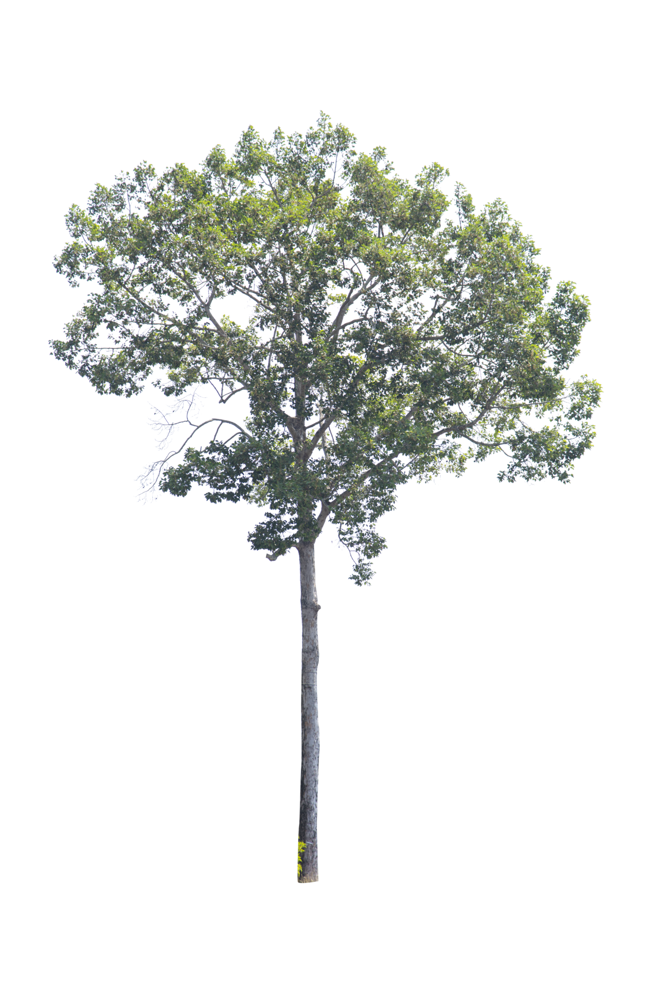 Tree isolated on PNG background, collection of trees can be illustrated. 13858820 PNG