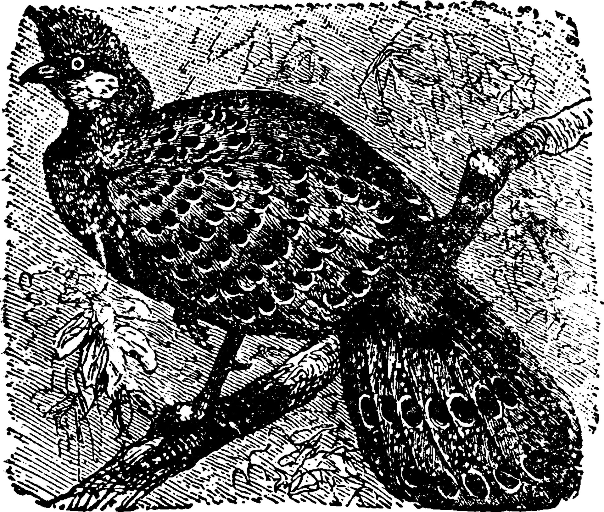Pheasant or Phasianidae , vintage illustration. 13858891 Vector Art at ...