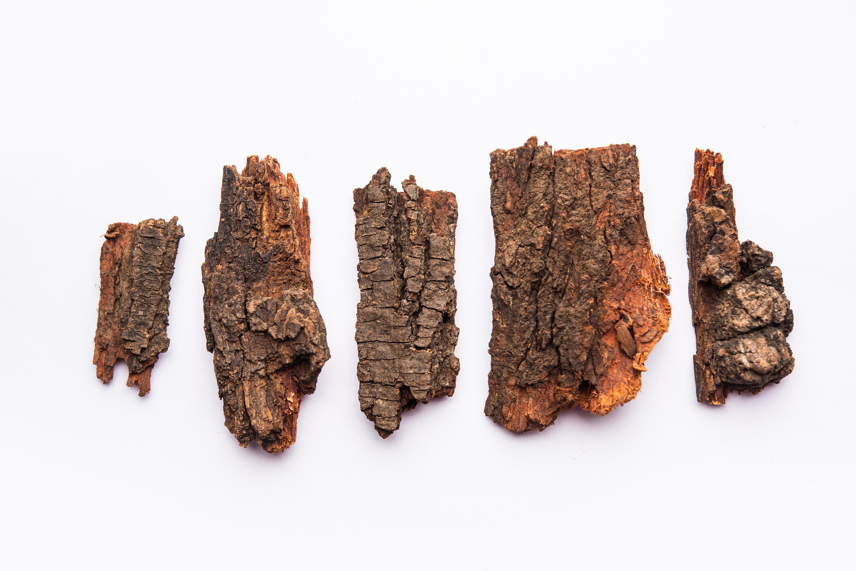 Babul Chaal or Acacia Bark also known as Vachellia,Nilotica bark,Kikar Chaal, Gum Arabic Tree ...