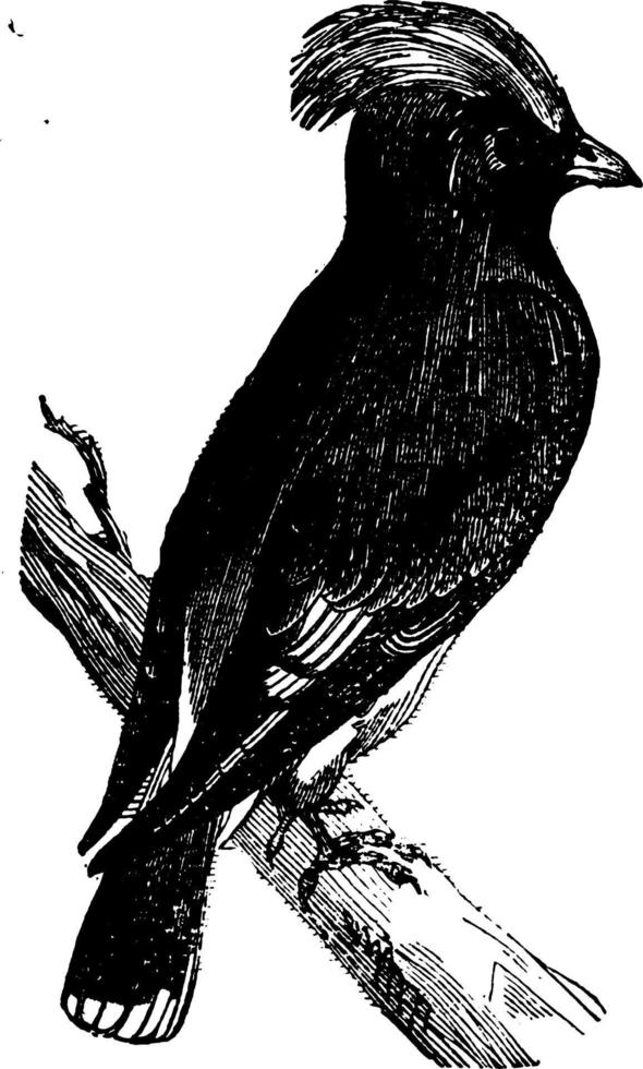 Waxwing Vintage Illustration 13872347 Vector Art At Vecteezy