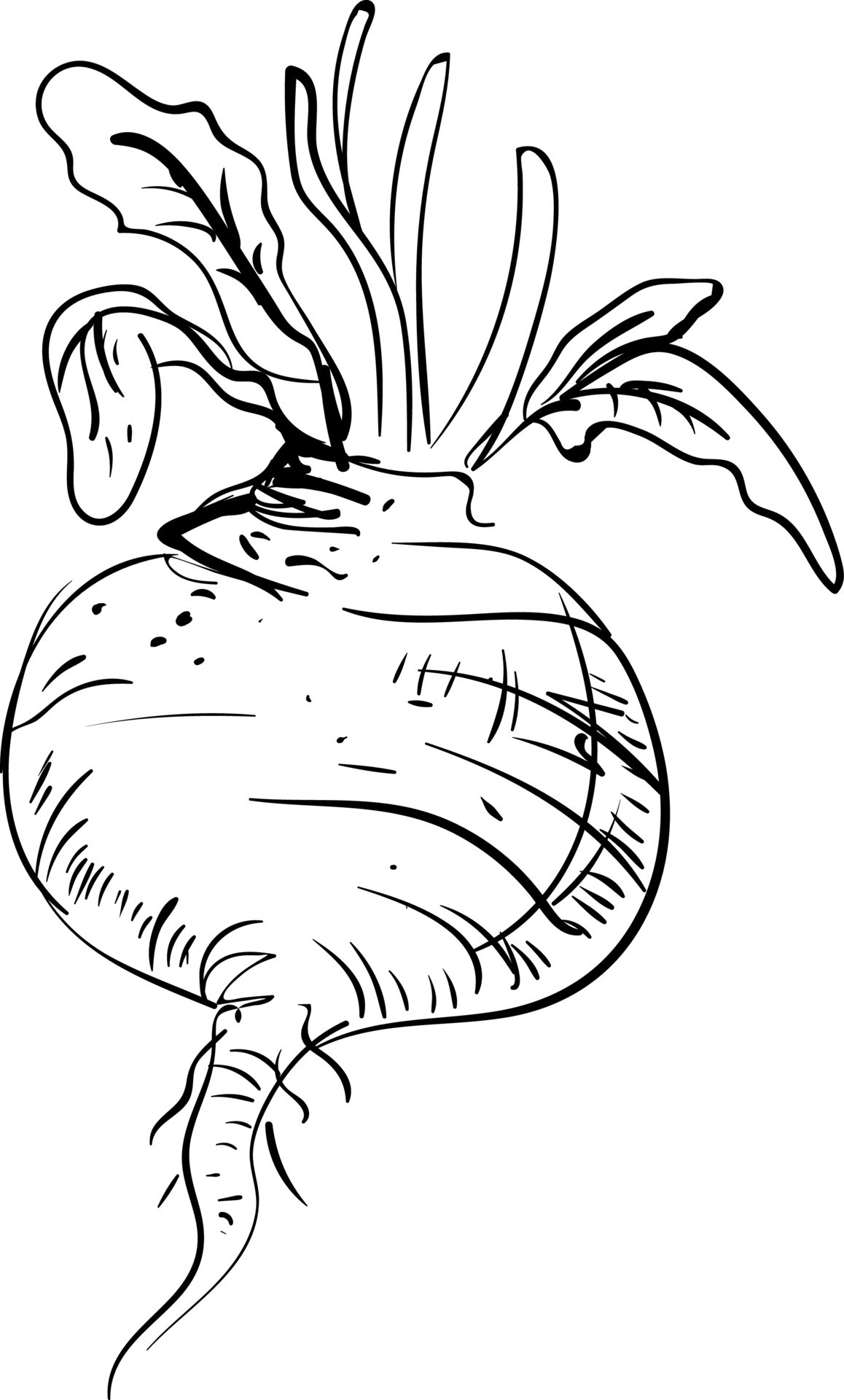 Turnip drawing, illustration, vector on white background. 13876828 ... Turnip drawing, illustration, vector on white background. 13876828 ...