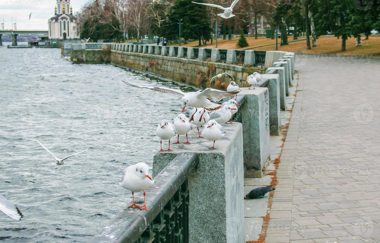 Seagulls sit on the parapet of the river embankment. 13879779 Stock Photo at Vecteezy
