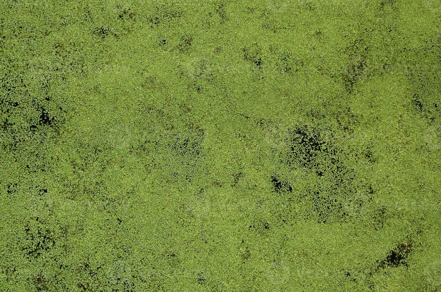 Wetland Texture