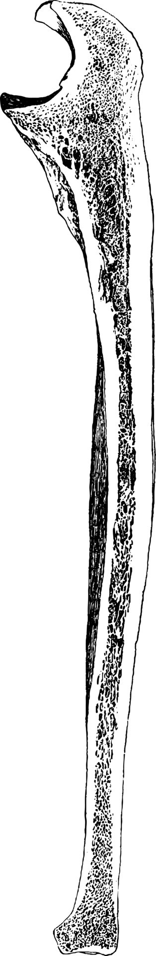 Longitudinal Section Of Ulna Vintage Illustration 13907819 Vector Art At Vecteezy