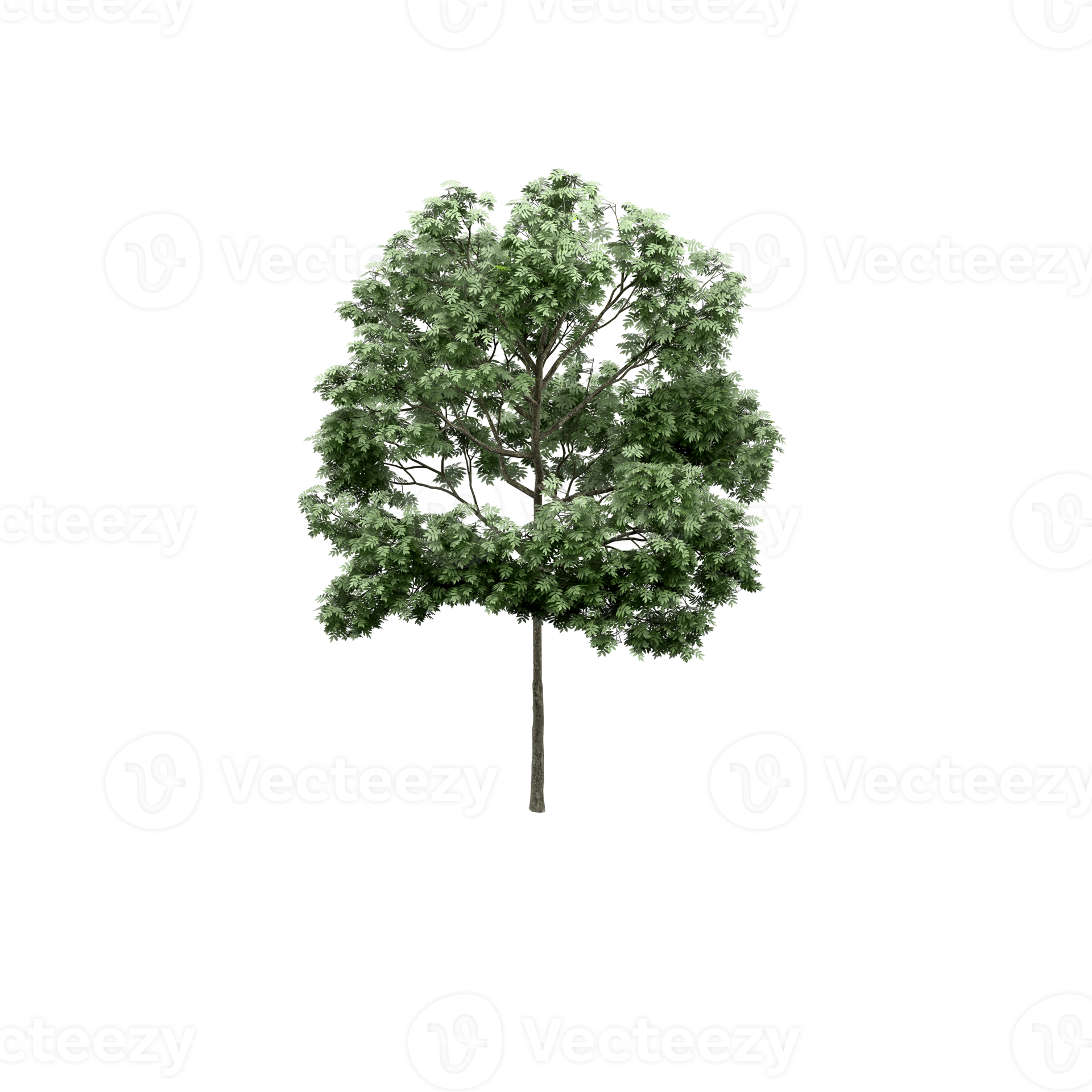 Isometric Tree 3D render 13922488 PNG