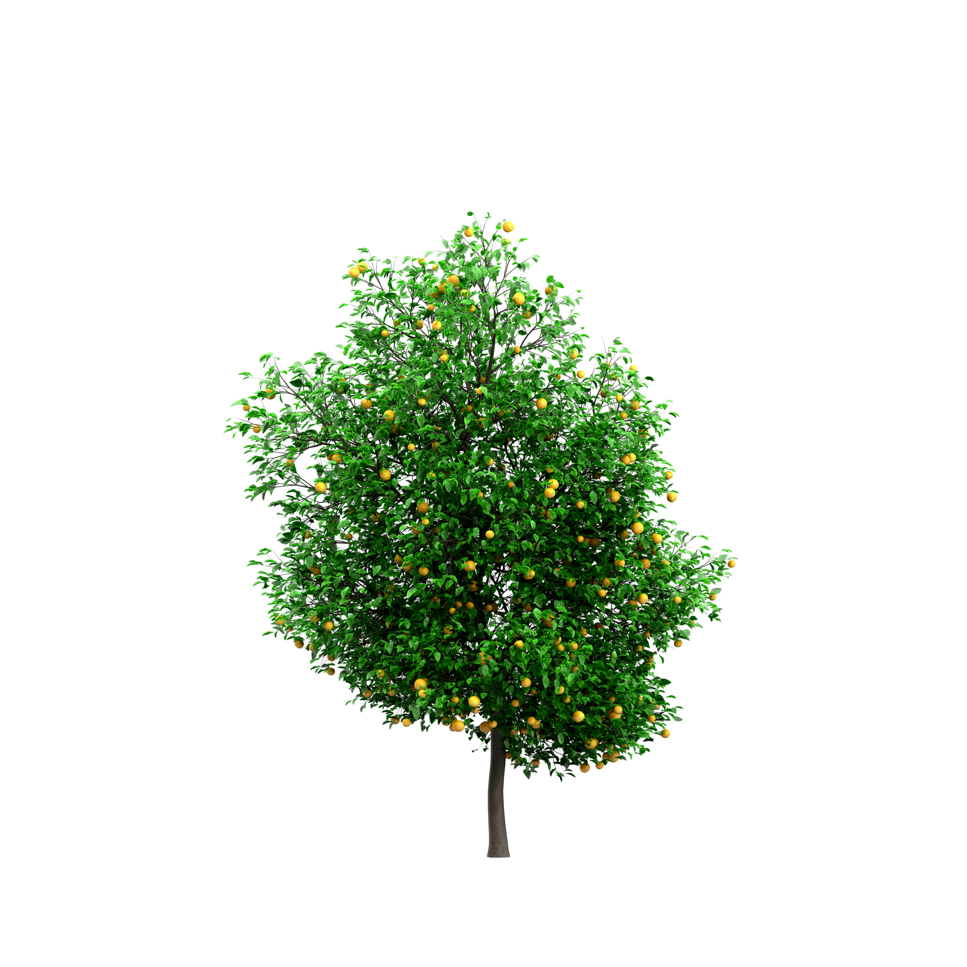 Isometric Tree 3D render 13922889 PNG