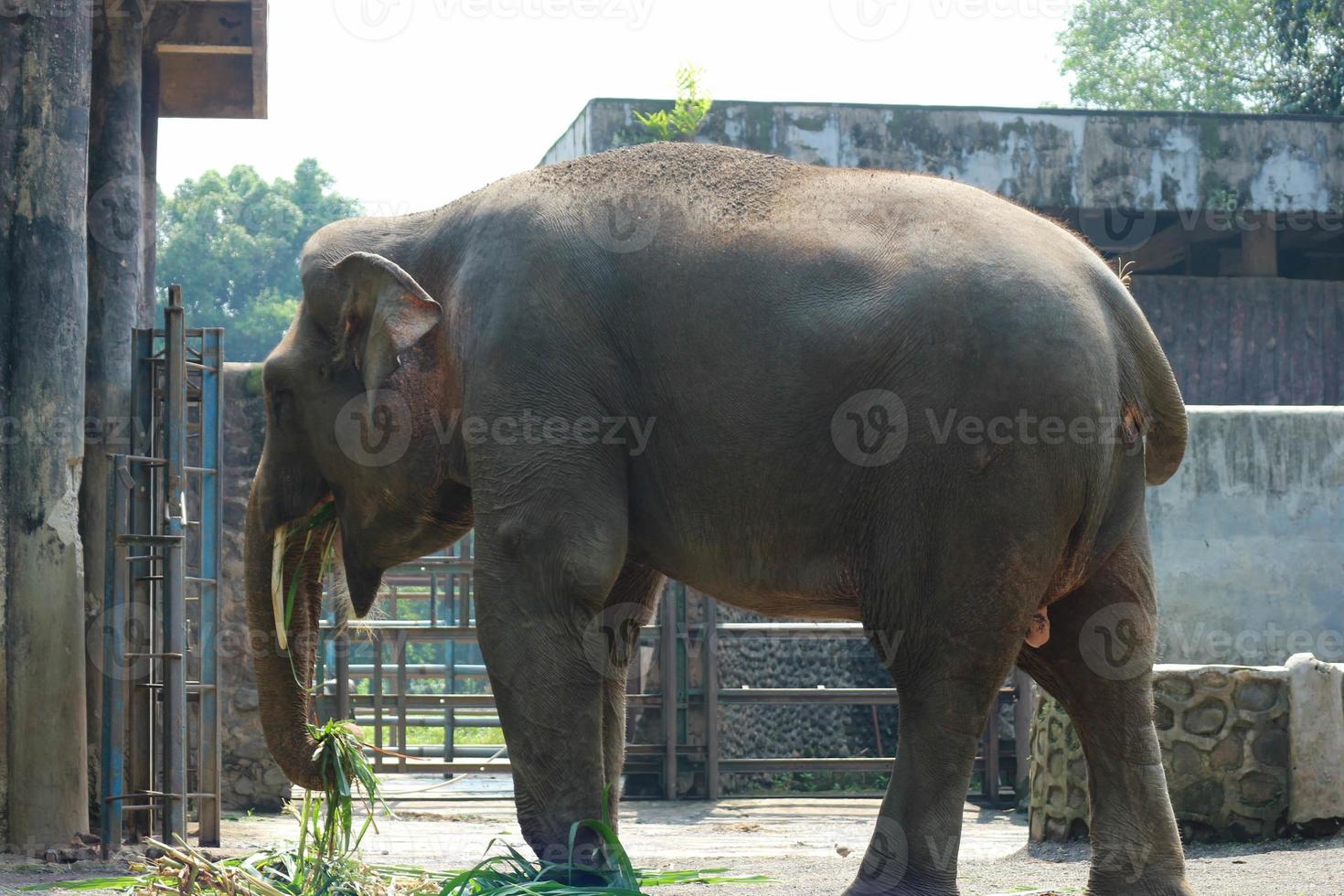 elefante de sumatra elephas maximus sumatranus en el parque de vida silvestre de ragunan o en el ...