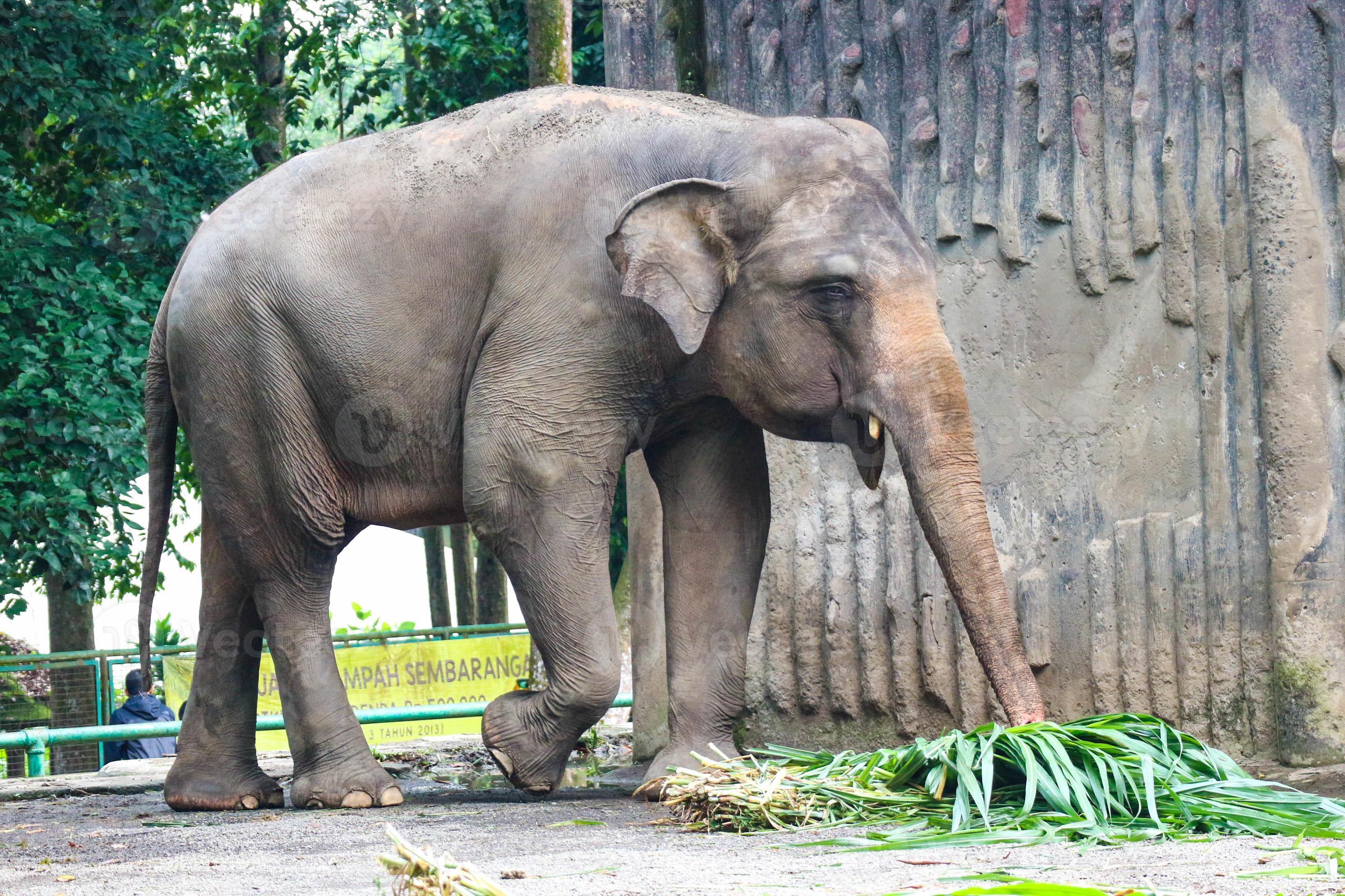elefante de sumatra elephas maximus sumatranus en el parque de vida silvestre de ragunan o en el ...