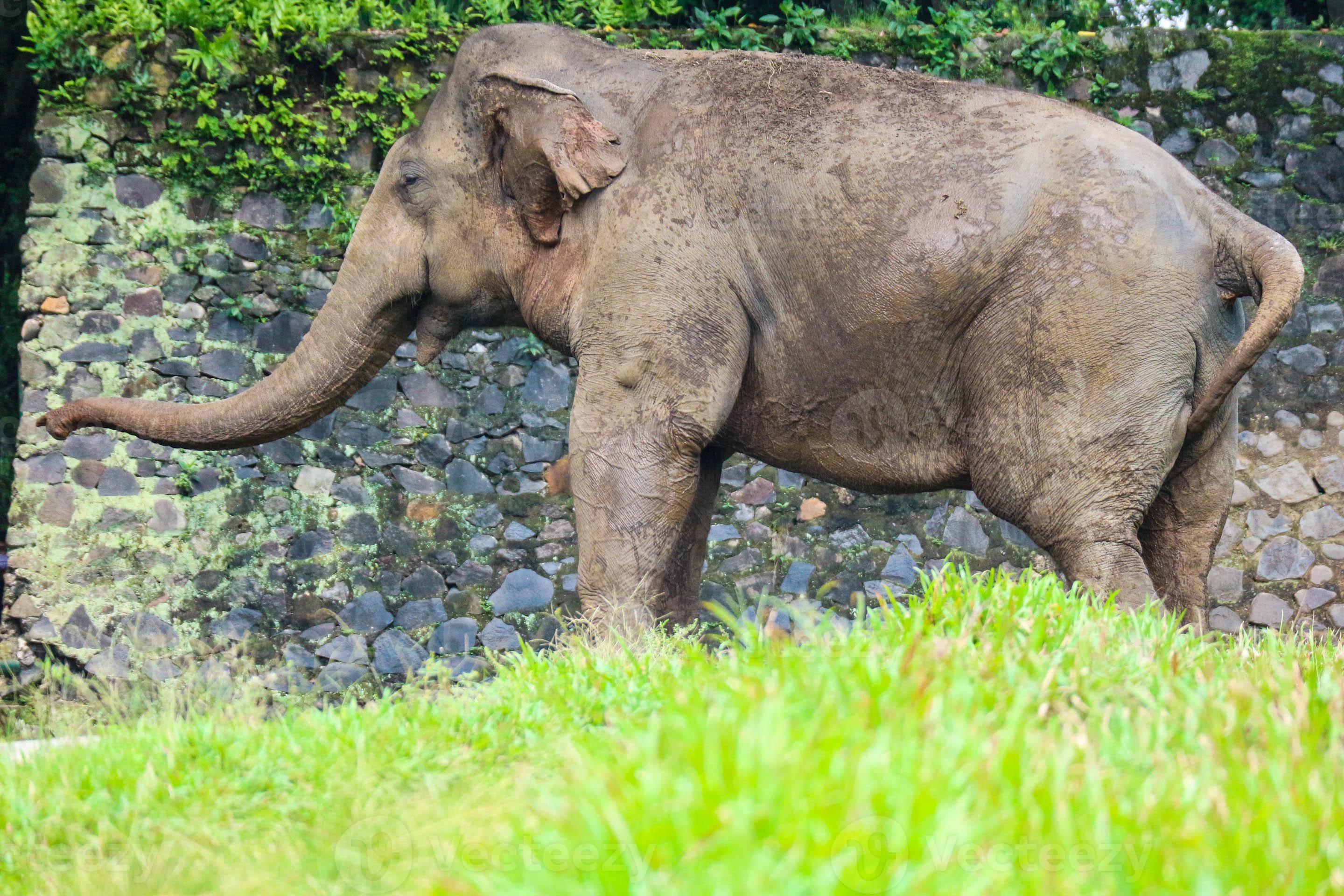Sumatran elephant Elephas maximus sumatranus in the Ragunan Wildlife Park or Ragunan Zoo ...