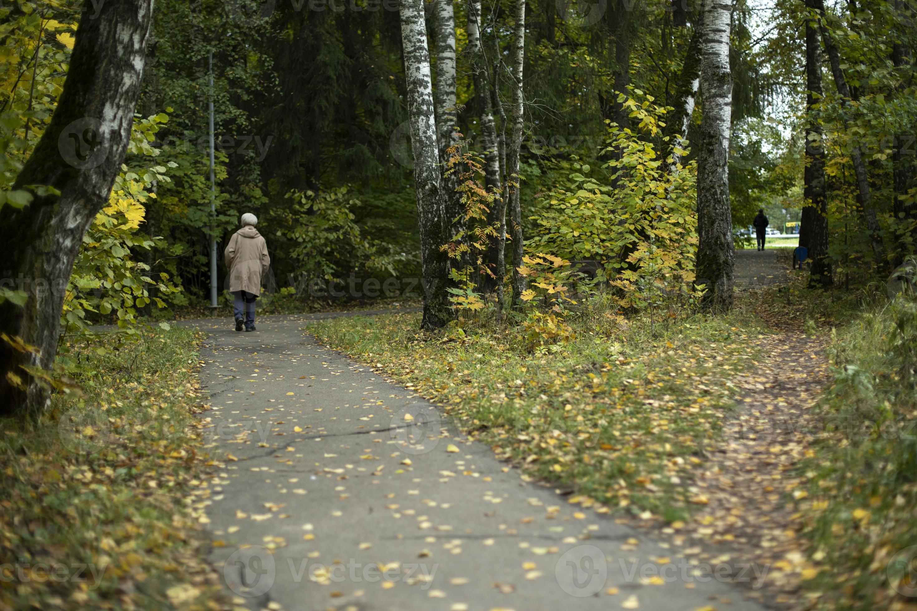 Path in park. Old woman walks through park in fall. Two paths in park ... Path in park. Old woman walks through park in fall. Two paths in park ...