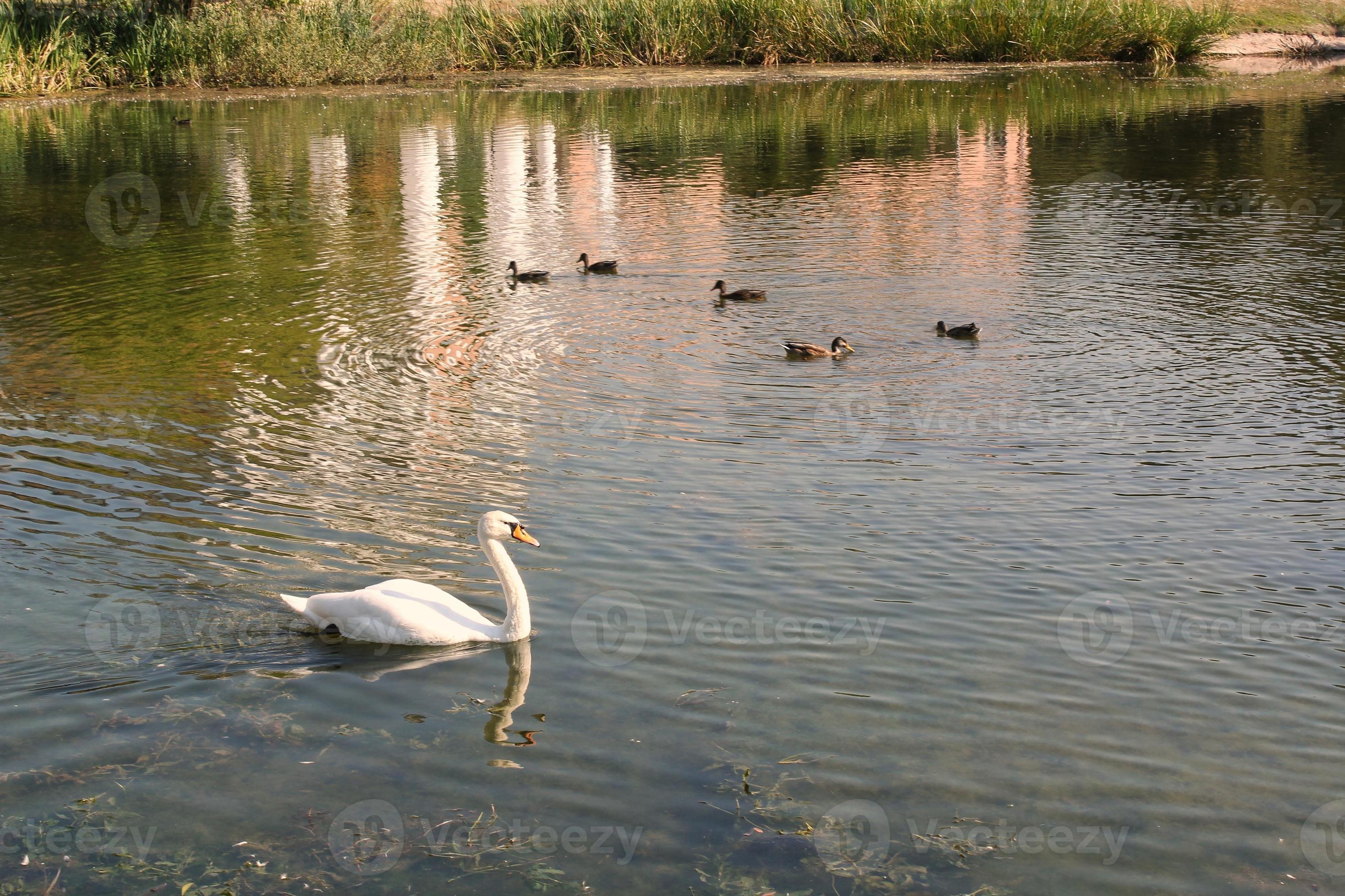White swan swimming in a pond. Migratory, wild birds sanctuary on lake ...