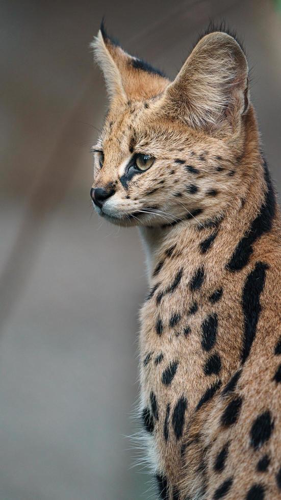 Portrait of Serval 13940999 Stock Photo at Vecteezy