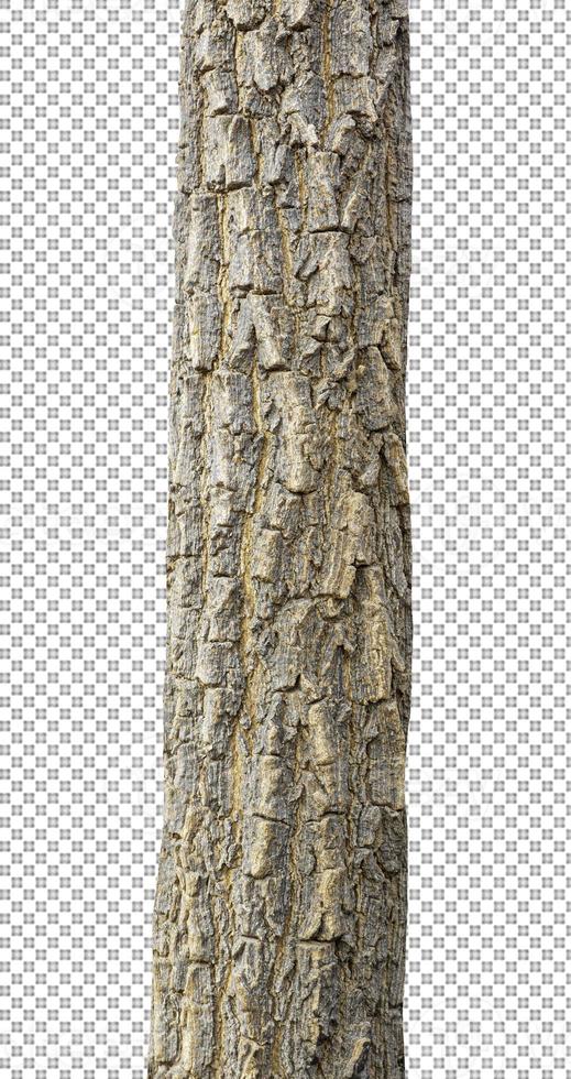 Trunk of a Tree Isolated On transparent Background 13945081 Stock Photo at Vecteezy