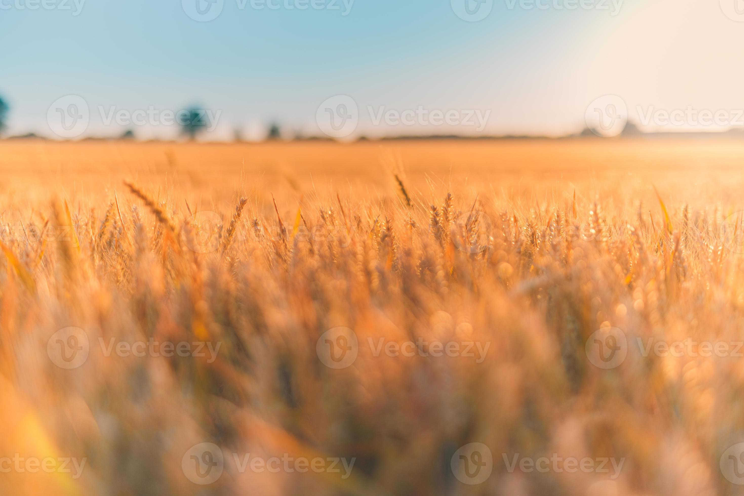 campo de trigo en verano. hermoso fondo de naturaleza. provenza, francia. asombroso primer plano ...