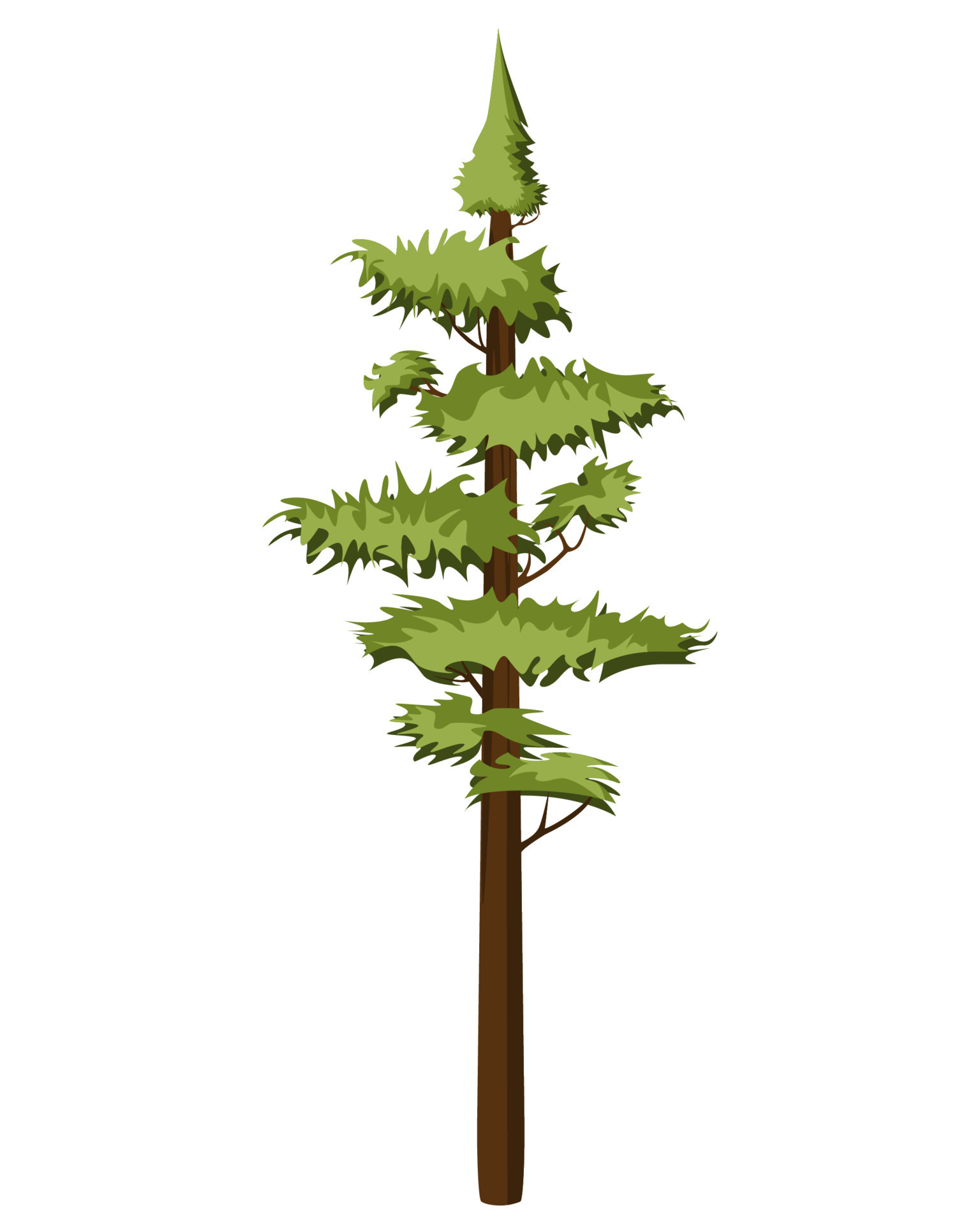 Tall Pine Tree In Realistick Style Evergreen Forest Coniferous Spruce Tree Colorful Vector