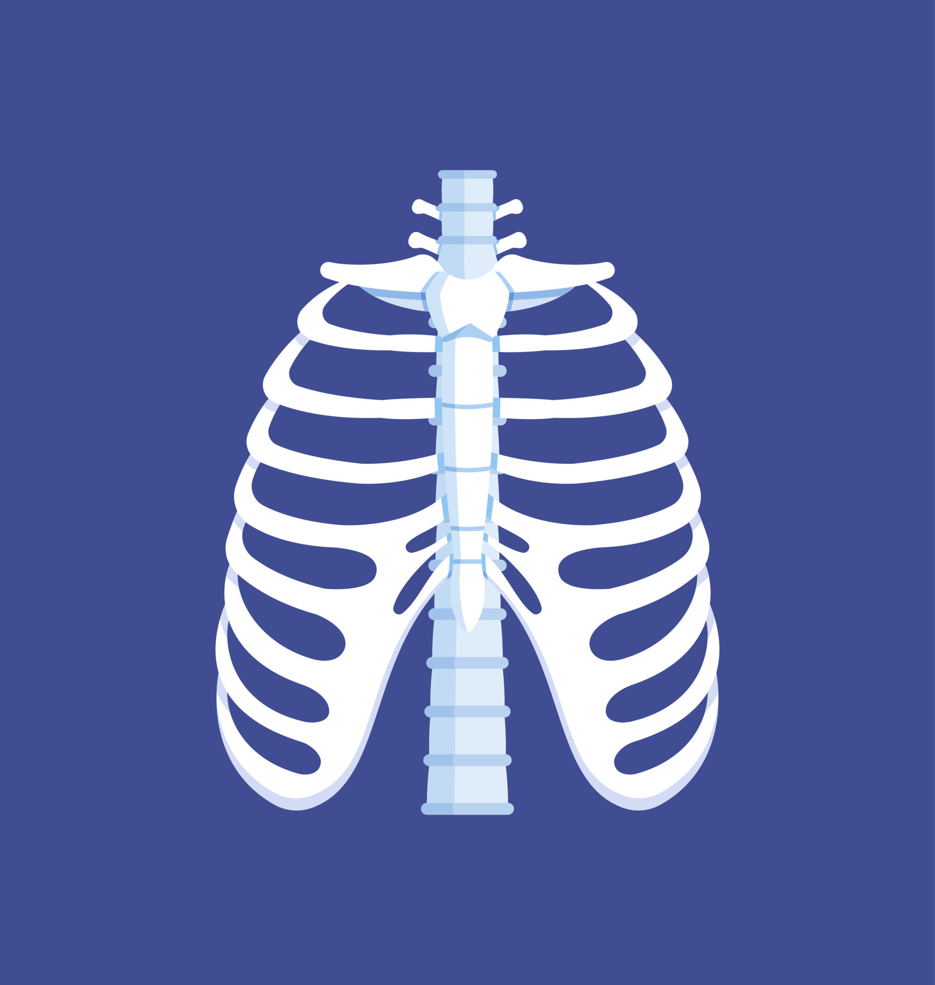 Bones Of The Thorax Front View Human Anatomy Ribs Spine Vector Illustration Of Isolated On