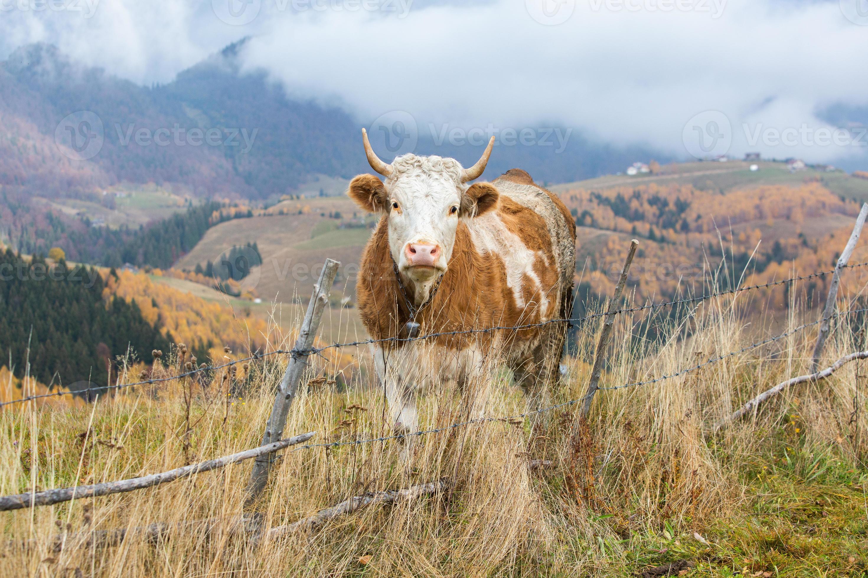 A beautiful and happy cow grazing on a plateau in the Carpathian Mountains in Romania. Cow ...