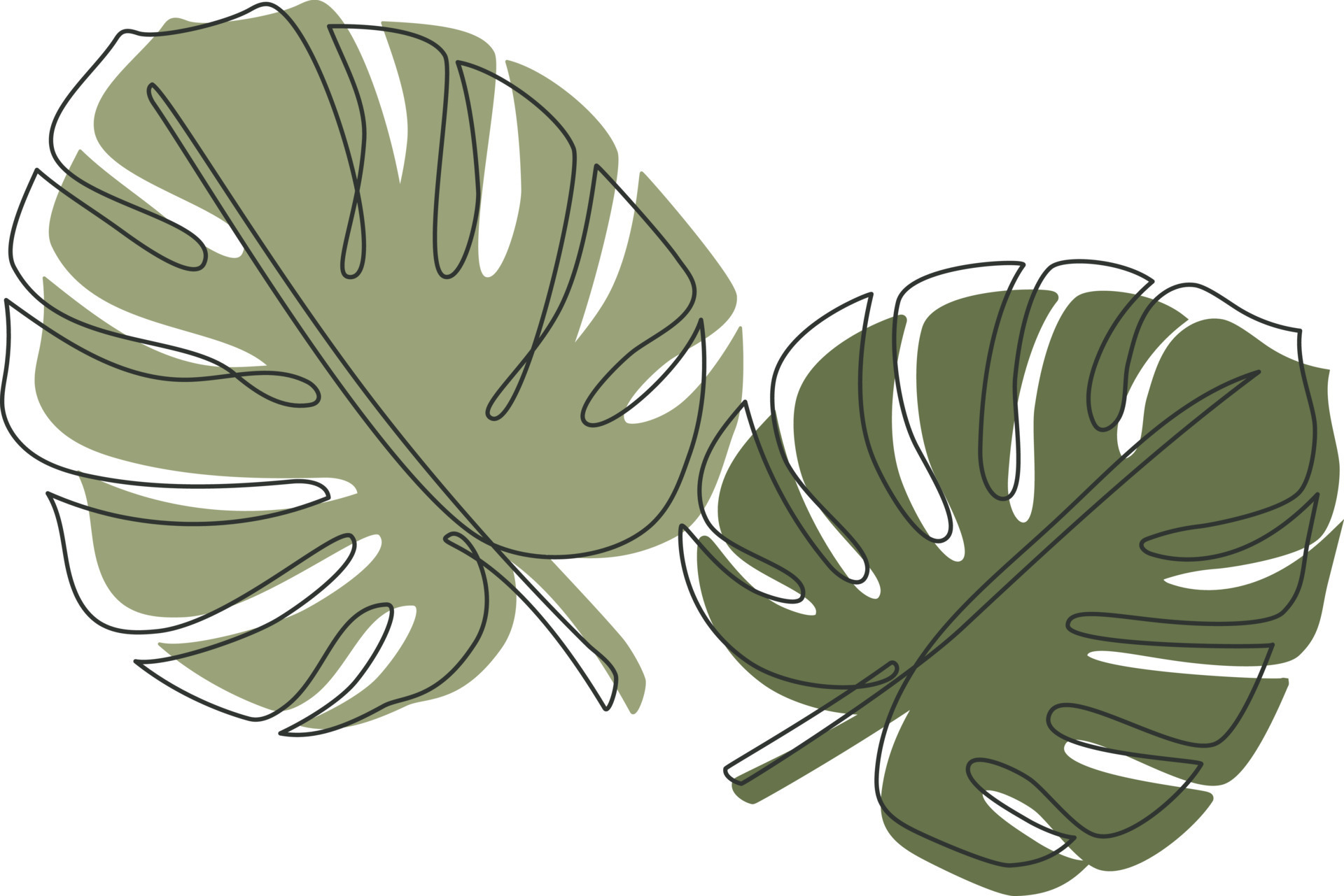 Monstera deliciosa tropical leaves vector drawing 14015994 Vector Art ... Monstera deliciosa tropical leaves vector drawing 14015994 Vector Art ...
