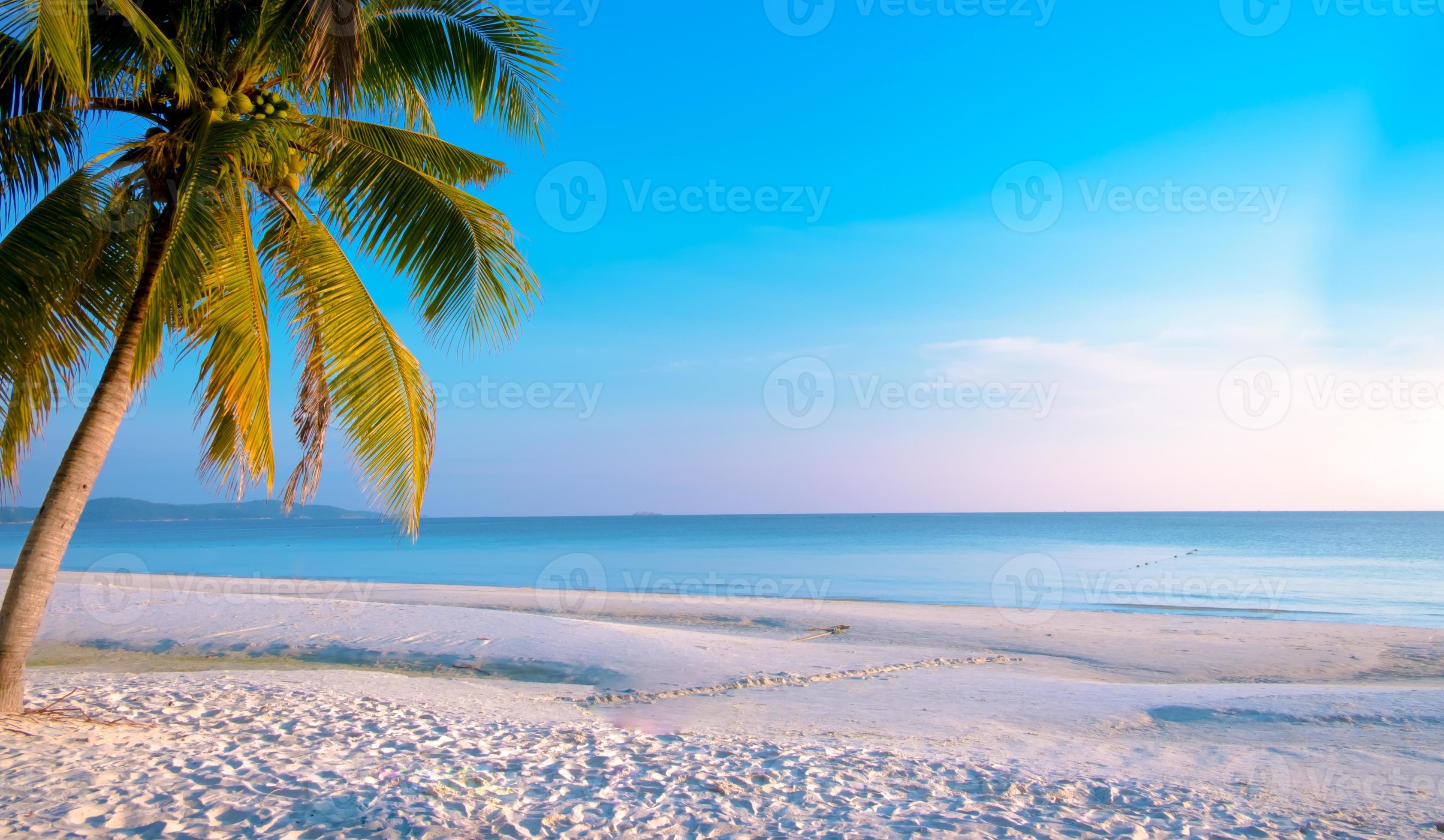 Palm tree on the tropical beach,with a beautiful sea view on blue sky ...