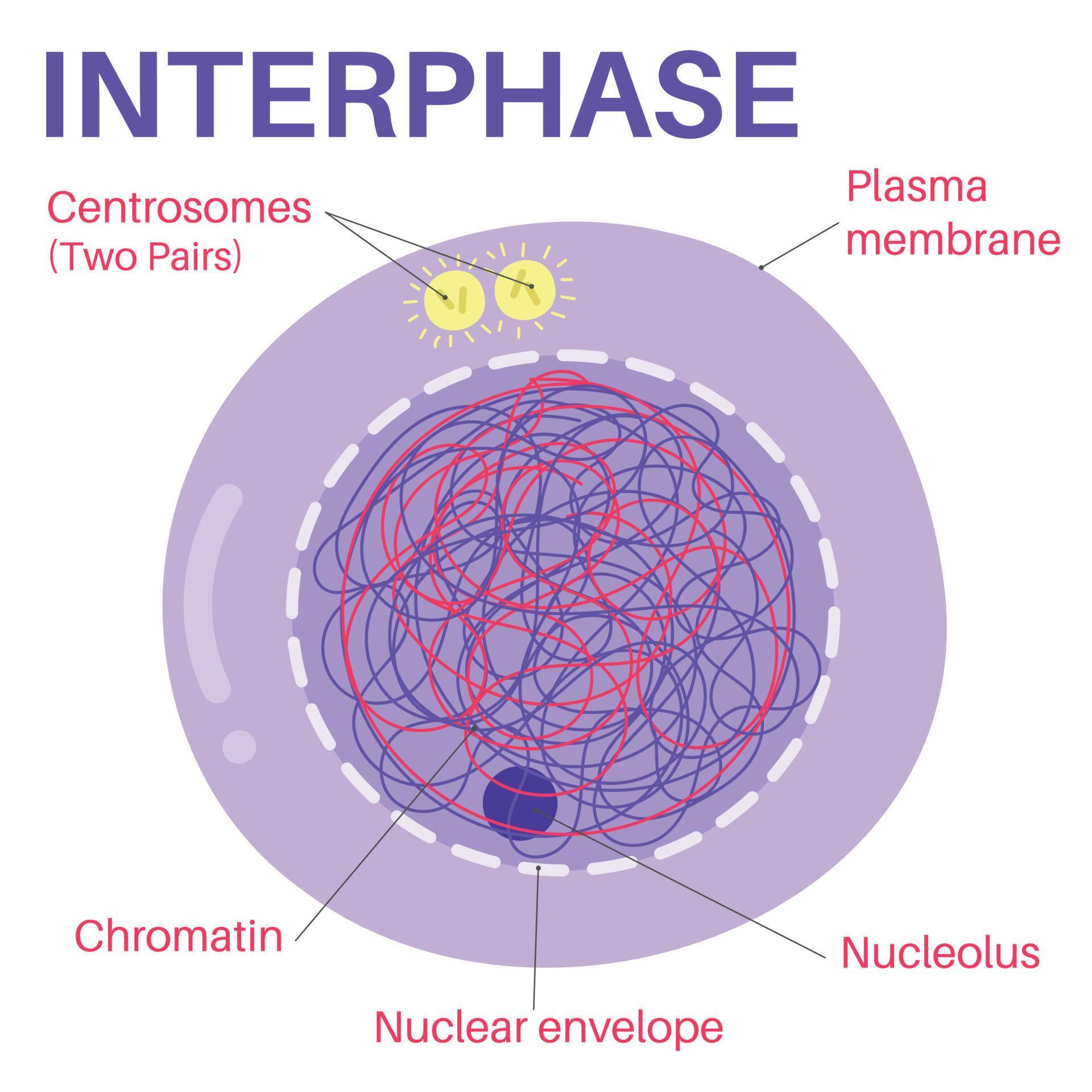 Interphase is the portion of the cell cycle. 14047272 Vector Art at ...
