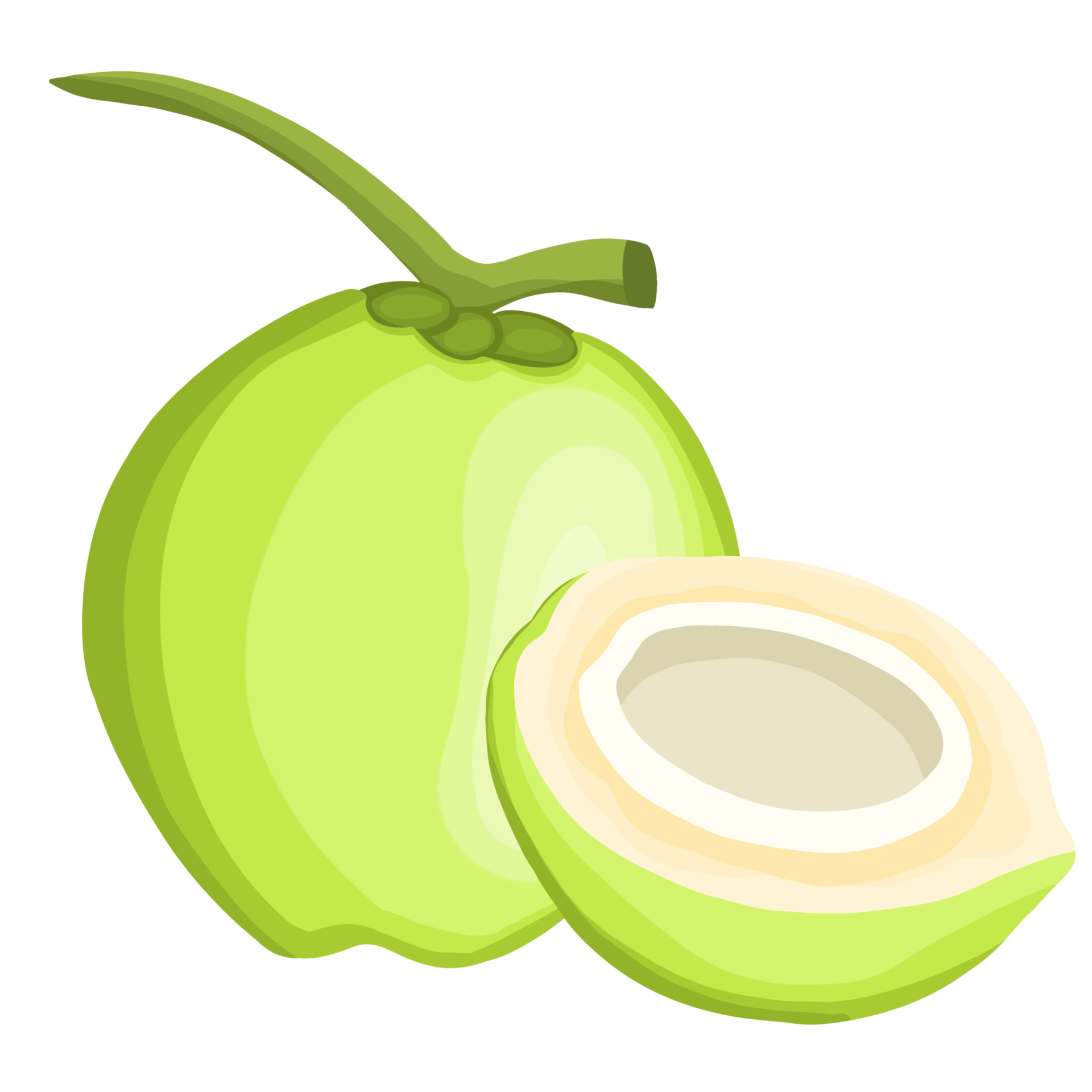 Clipart Of A Coconut Clipart Of A Coconut