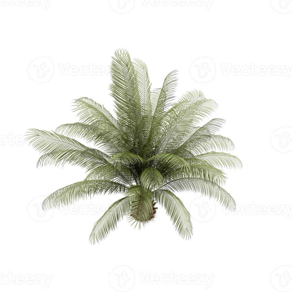 Isometric Tree 3D render 14061642 PNG