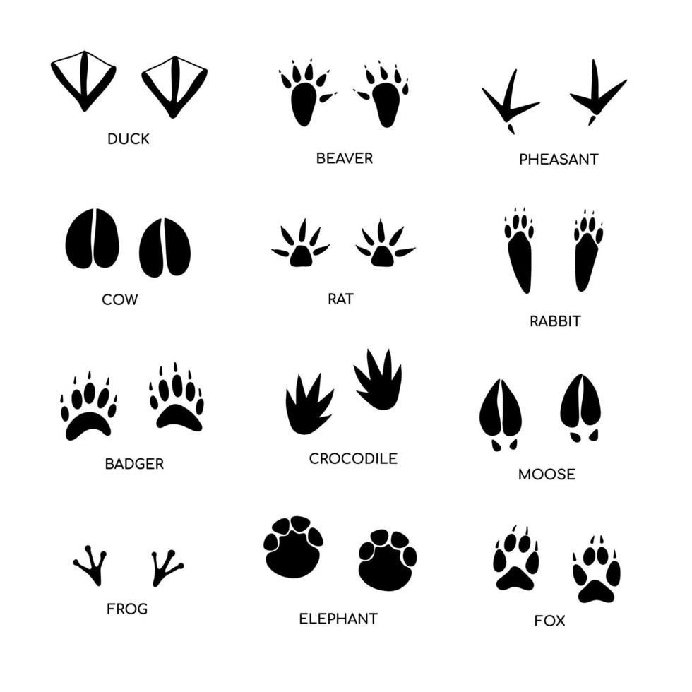 Animal footprint guide collection. Hand drawn vector illustration on ... Animal footprint guide collection. Hand drawn vector illustration on ...