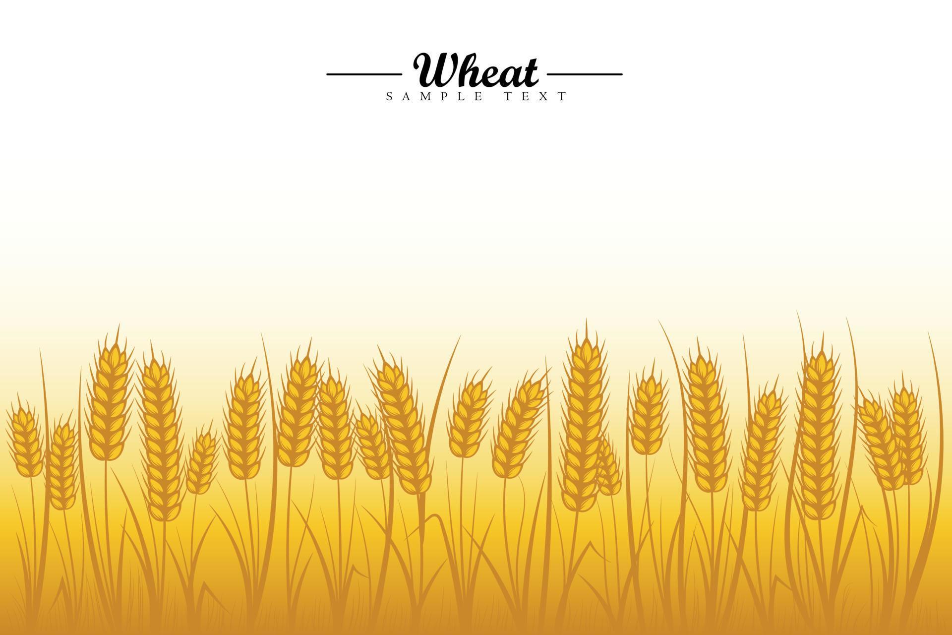 Wheat field background. Golden wheat ears of cereals with wheat tree and wheat leaf on white ...