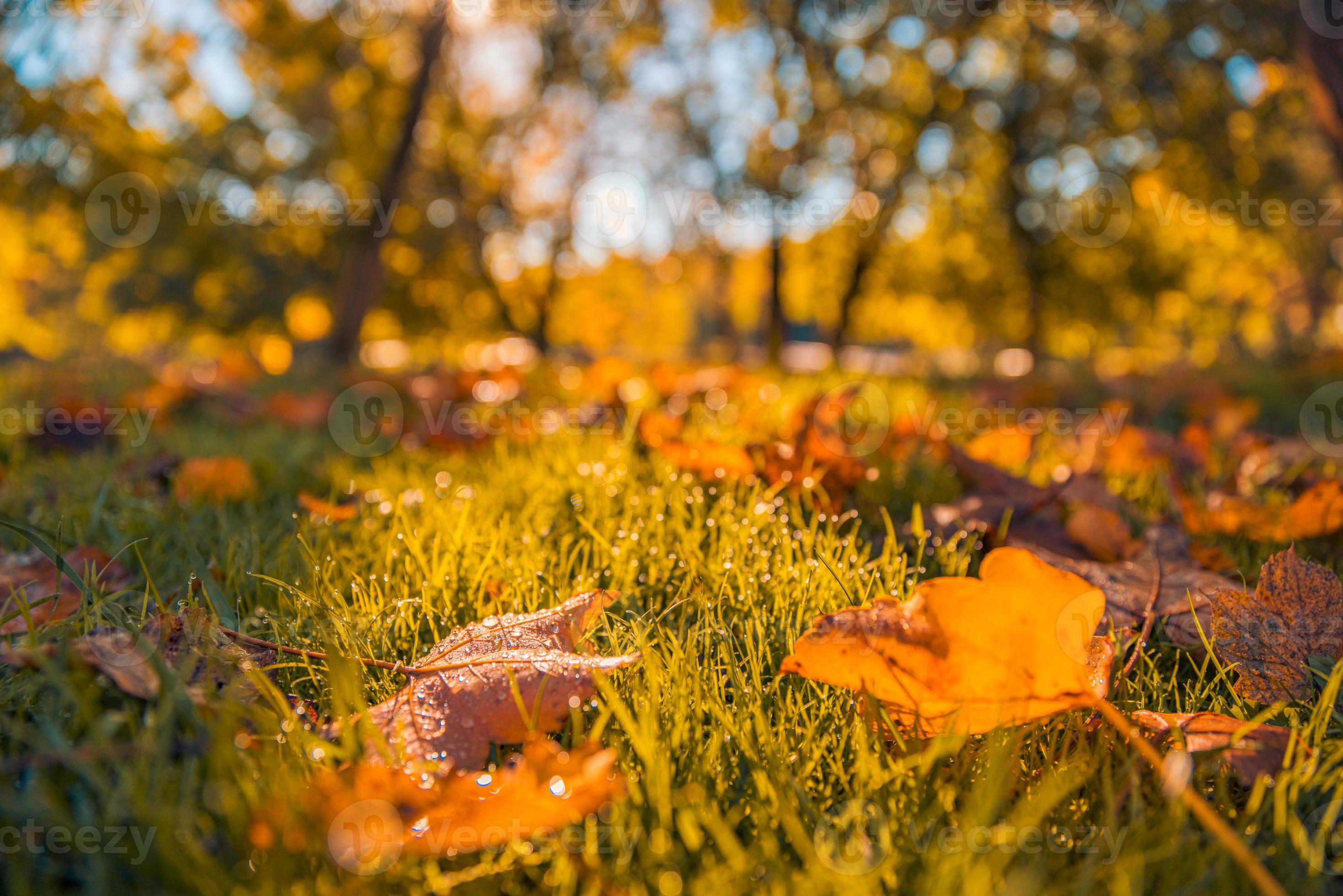 Fall Relaxing Backgrounds