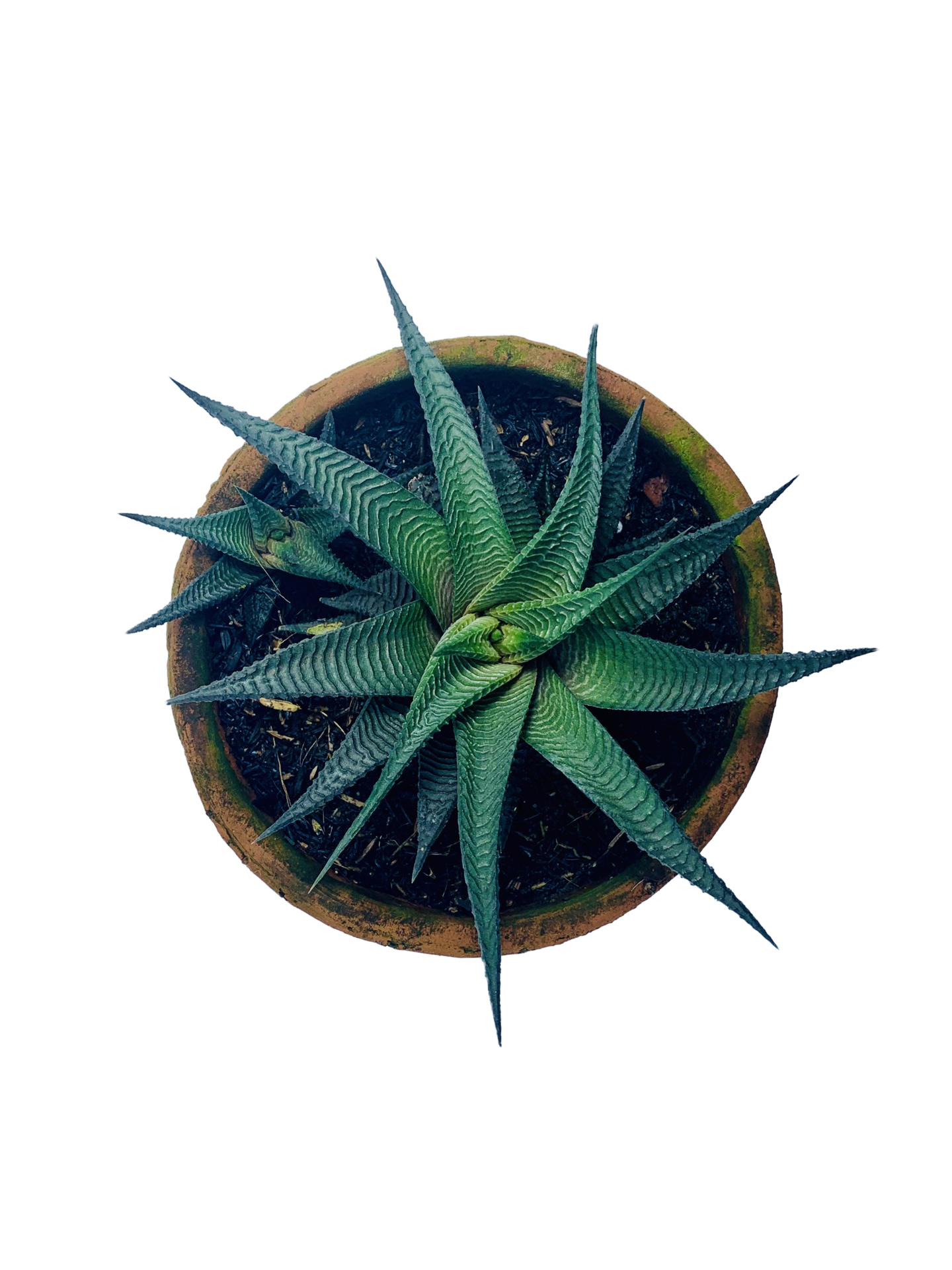 House Plant Mini Cactus 14214860 PNG House Plant Mini Cactus 14214860 PNG
