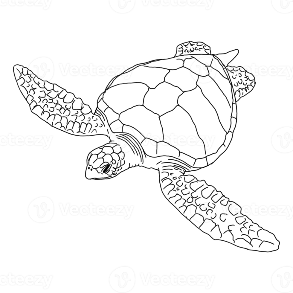Animal - Sea Turtle Line Art 14220626 PNG