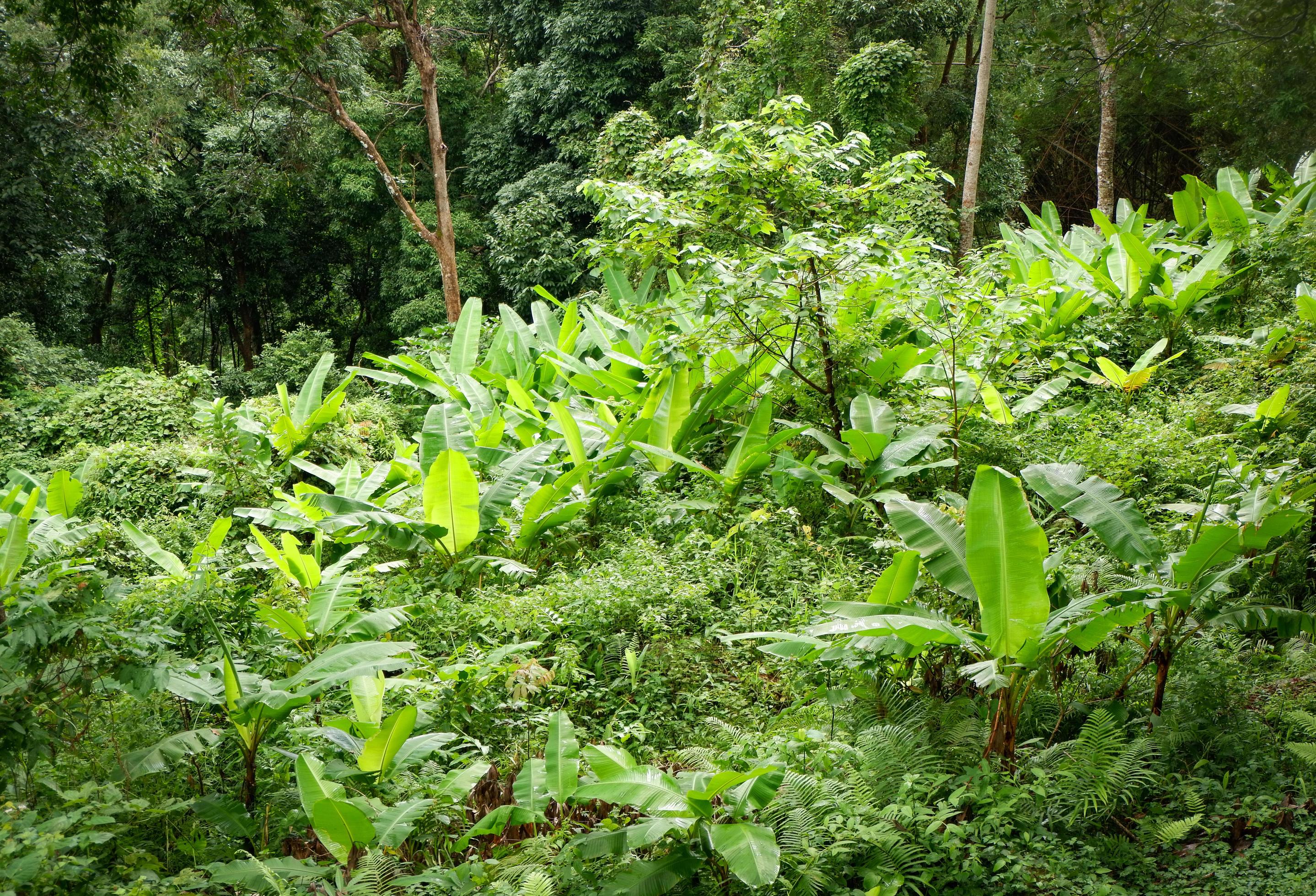 planta tropical de la selva con arbusto de plátano y hojas verdes en la ...