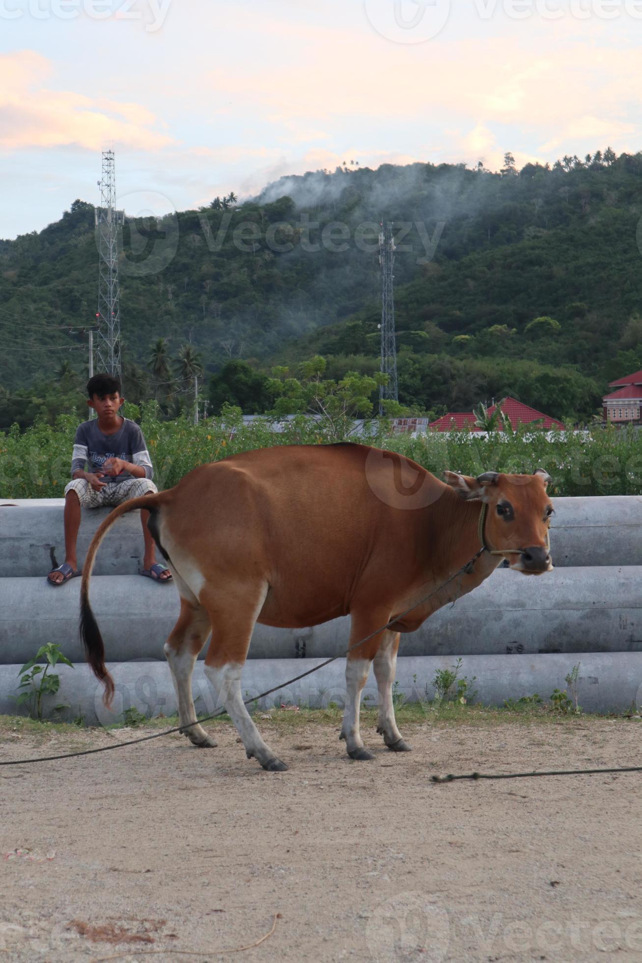 Cow In The Field Bali Cattle Are Cattle Originating From Bali