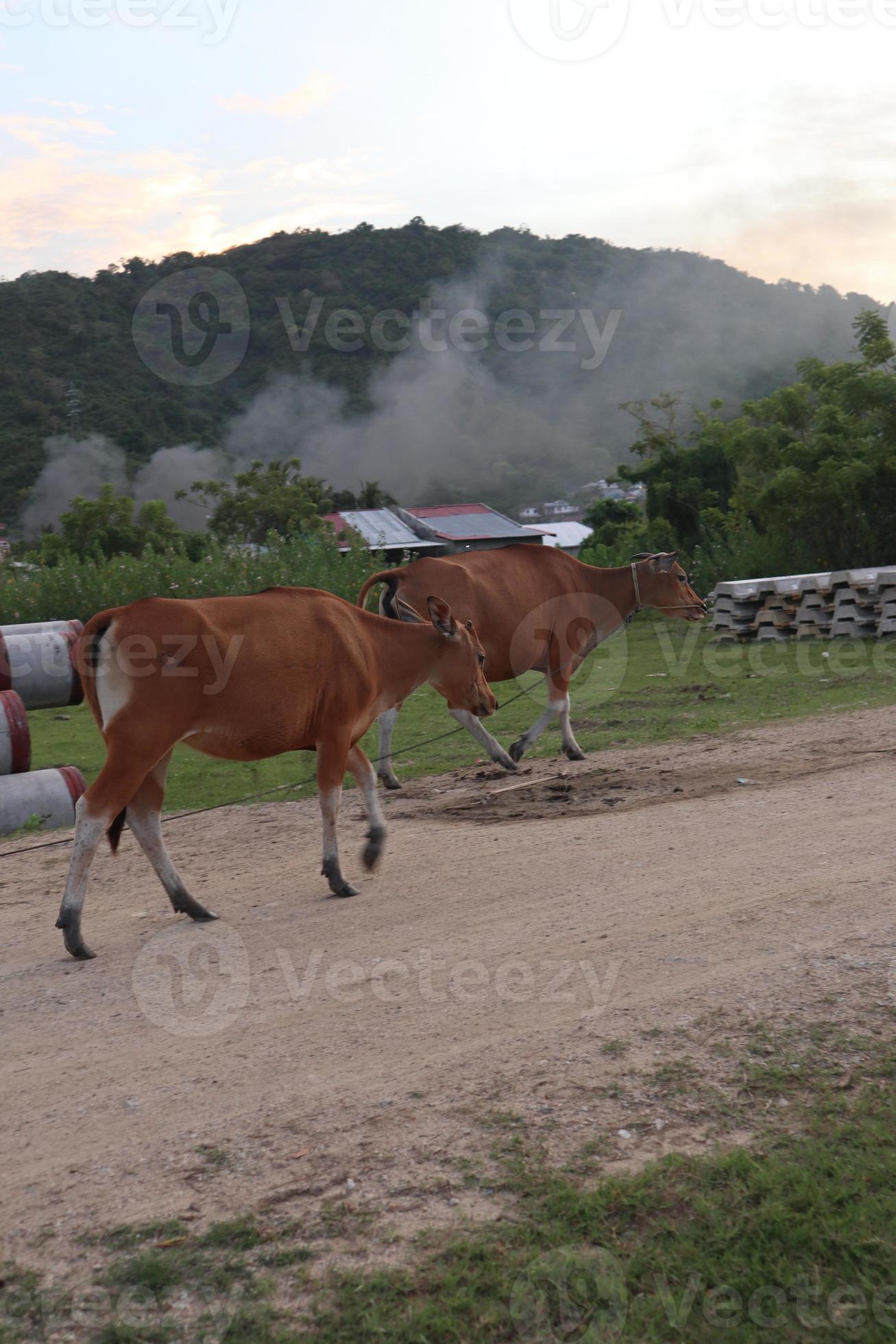 Cow In The Field Bali Cattle Are Cattle Originating From Bali