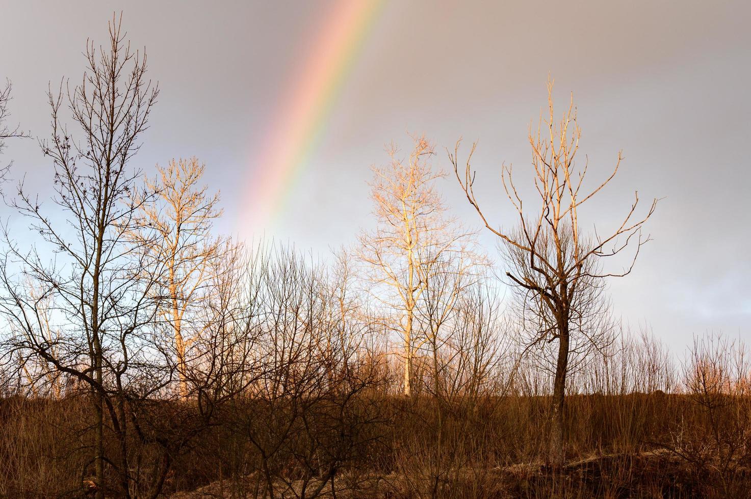 Rainbow Tree Stock Photos, Images and Backgrounds for Free Download
