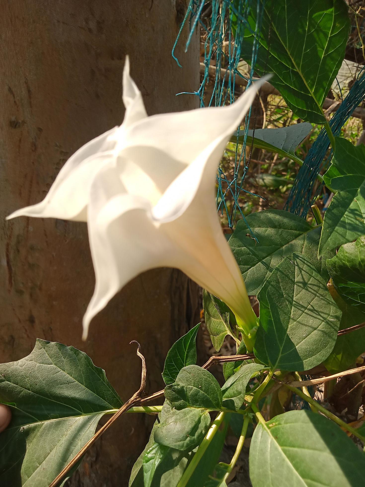Datura medel, beauty flower, wallpaper, beauty nature 14281053 Stock Photo at Vecteezy