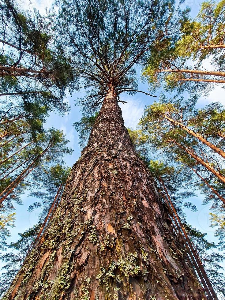 Tall Pine Tree Stock Photos, Images and Backgrounds for Free Download