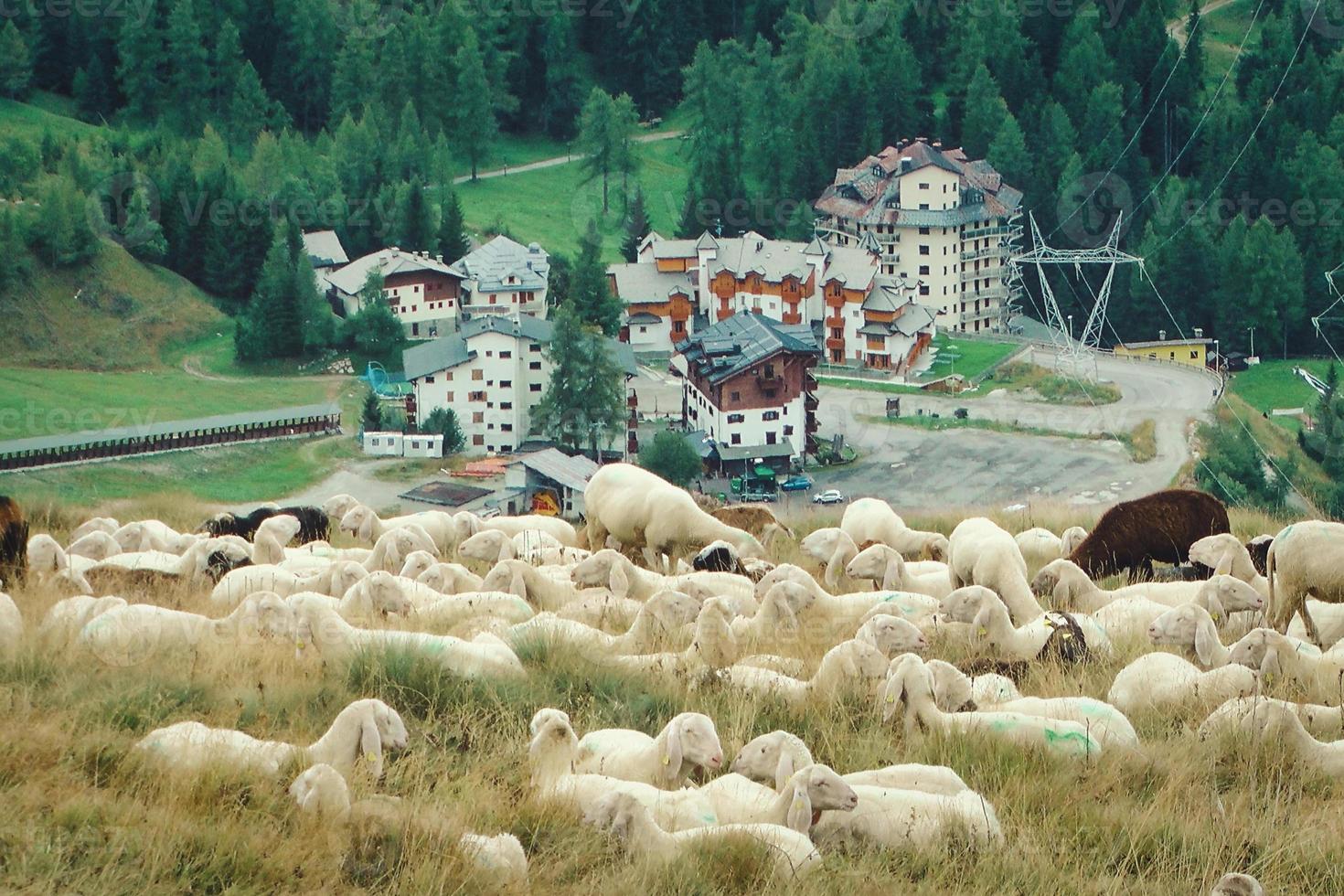 Sheep grazing above a modern mountain village 14334913 Stock Photo at ... Sheep grazing above a modern mountain village 14334913 Stock Photo at ...