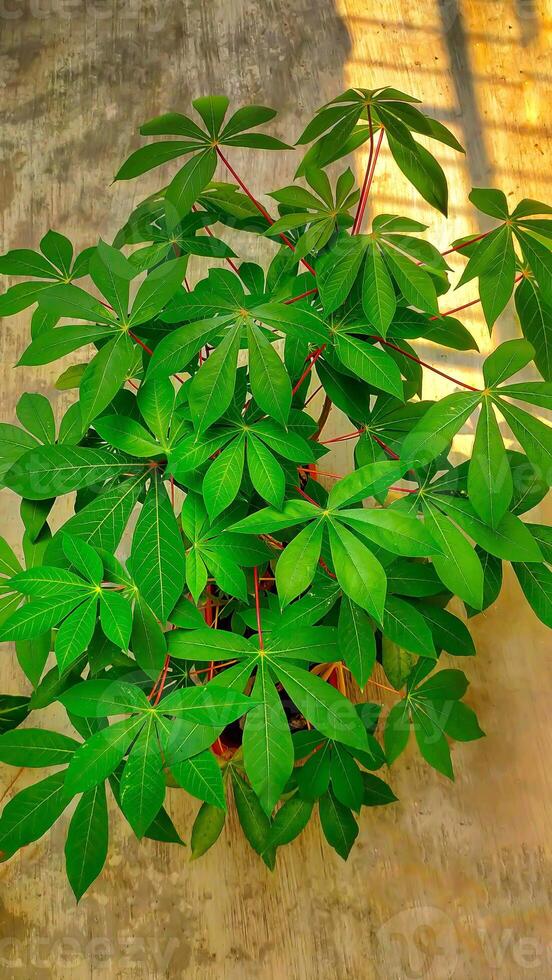 Cassava Plant Nutrient Rich Plant The Leaves Also Edible As Vegetable Cook 14377678 Stock