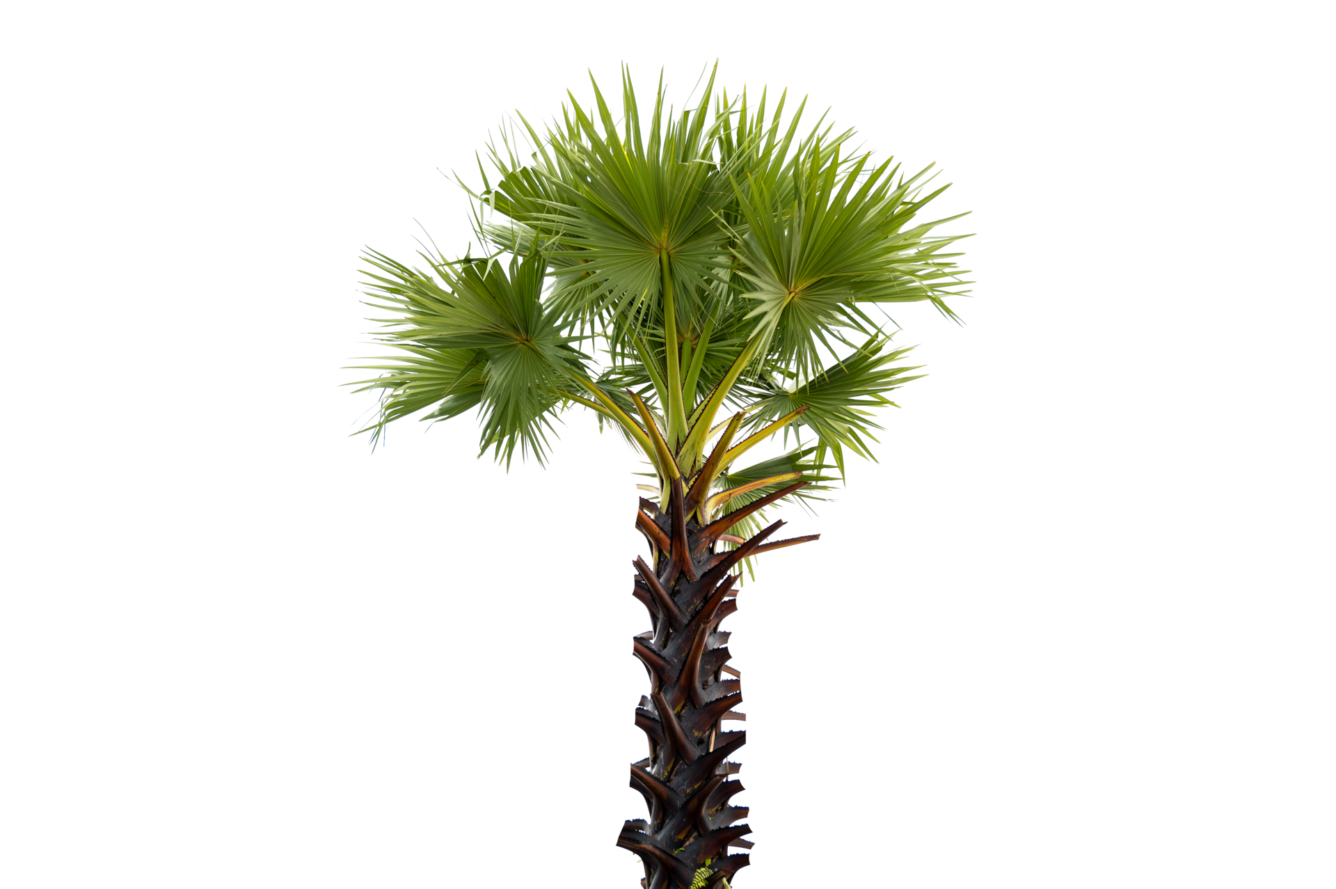 Isolated Palmyra palm trees on transparent background PNG file 14403203 PNG Isolated Palmyra palm trees on transparent background PNG file 14403203 PNG
