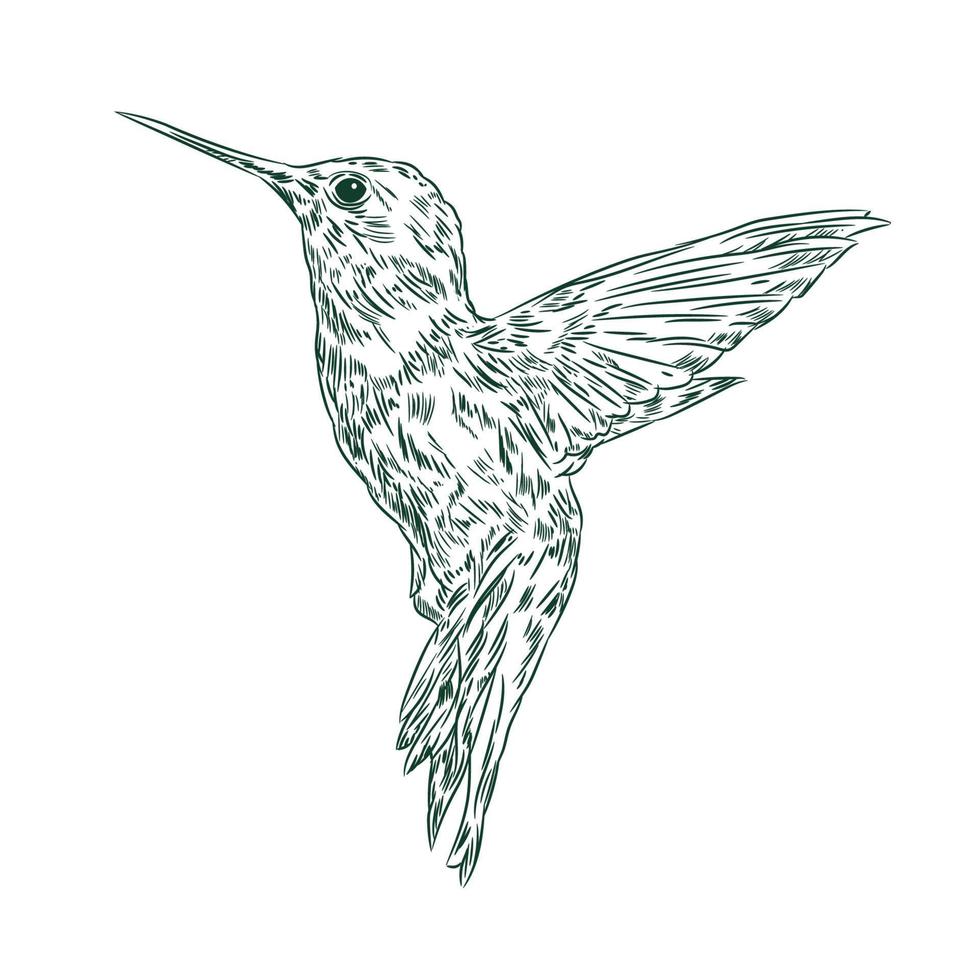Colibri bird vector illustration in hand drawn style, perfect for t ...
