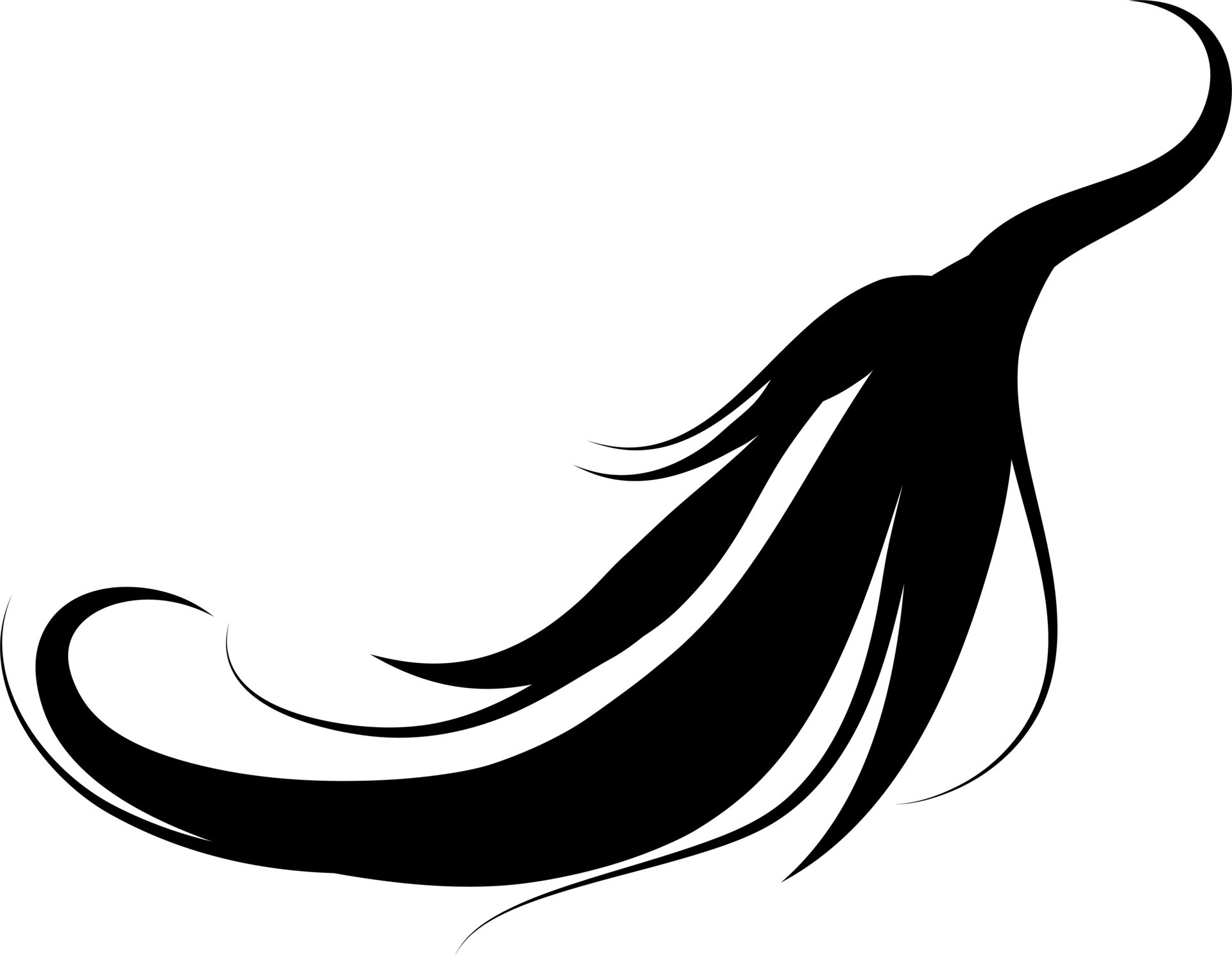 Calligraphic swirl element vector 14433576 Vector Art at Vecteezy Calligraphic swirl element vector 14433576 Vector Art at Vecteezy