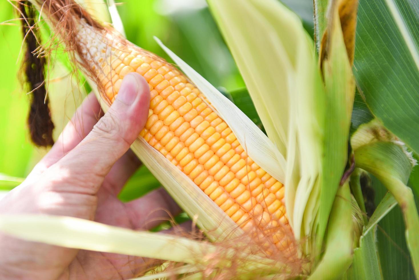 Ripe corn cob on tree wait for harvest in corn field agriculture ... Ripe corn cob on tree wait for harvest in corn field agriculture ...