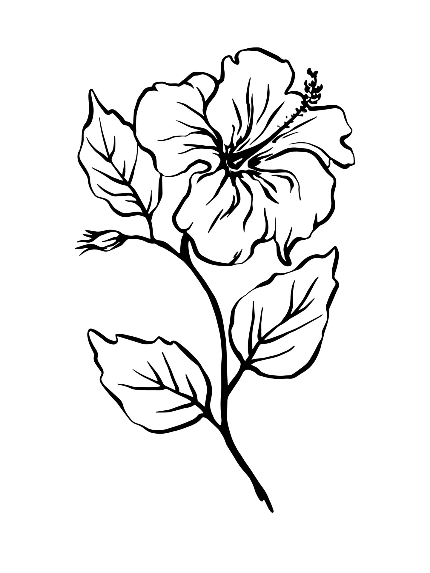 Hibiscus Vector Hand Drawn Black And White Botanical Illustration Of