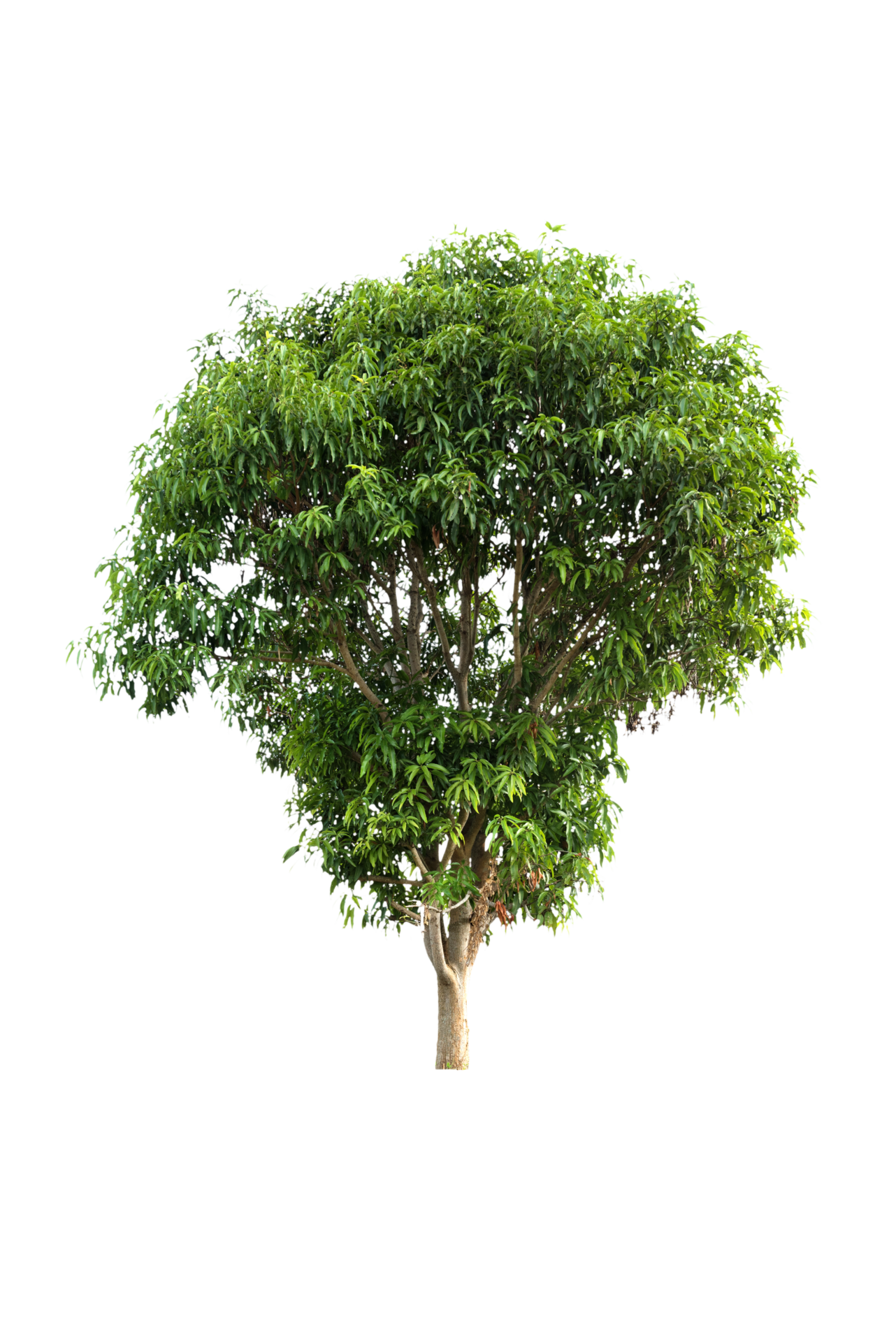 Mango Tree Mango Clipart Tree Clipart Cartoon Png Tra - vrogue.co Mango Tree Mango Clipart Tree Clipart Cartoon Png Tra - vrogue.co