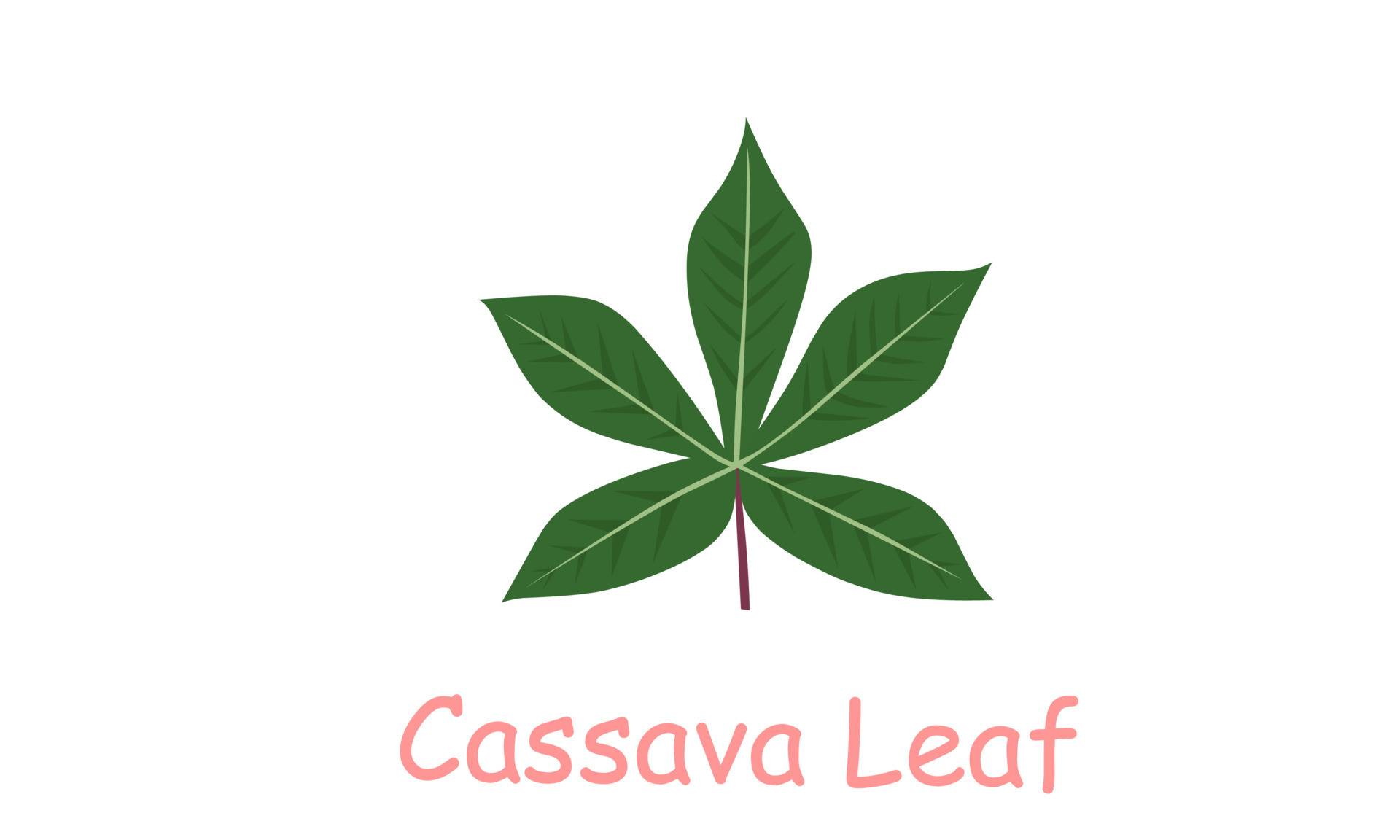Vector Illustration Cassava Leaves Isolated On White Background 14494616 Vector Art At Vecteezy