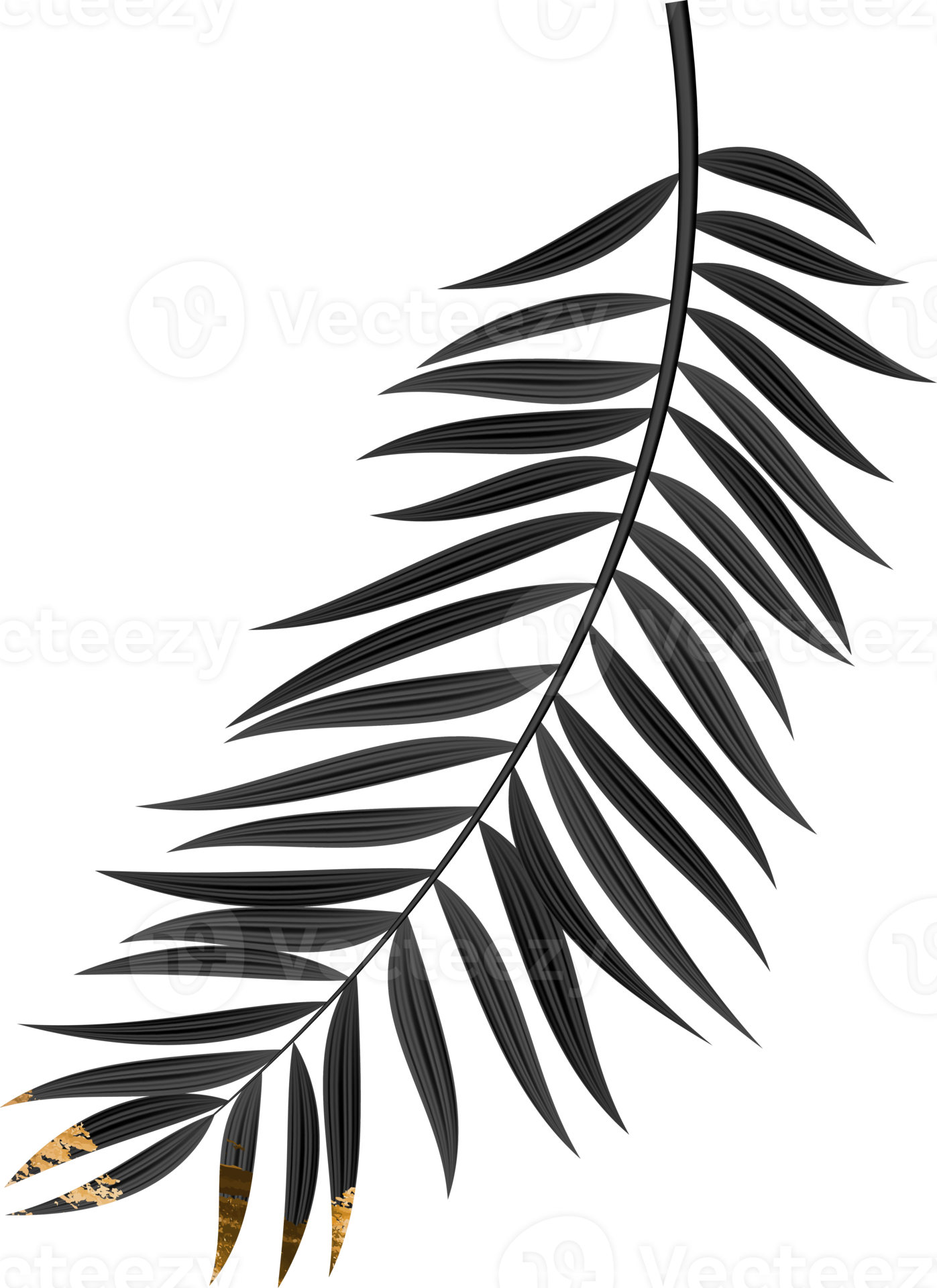 Black Grunge Palm Leaf 14499316 Png