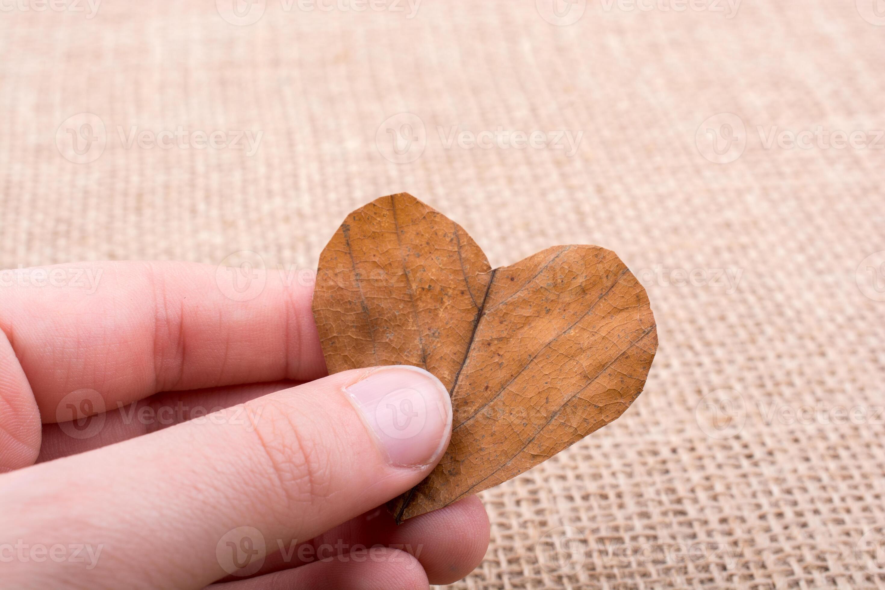 Heart Shaped Leaf In Hand 14508400 Stock Photo At Vecteezy heart-shaped-leaf-in-hand-14508400-stock-photo-at-vecteezy