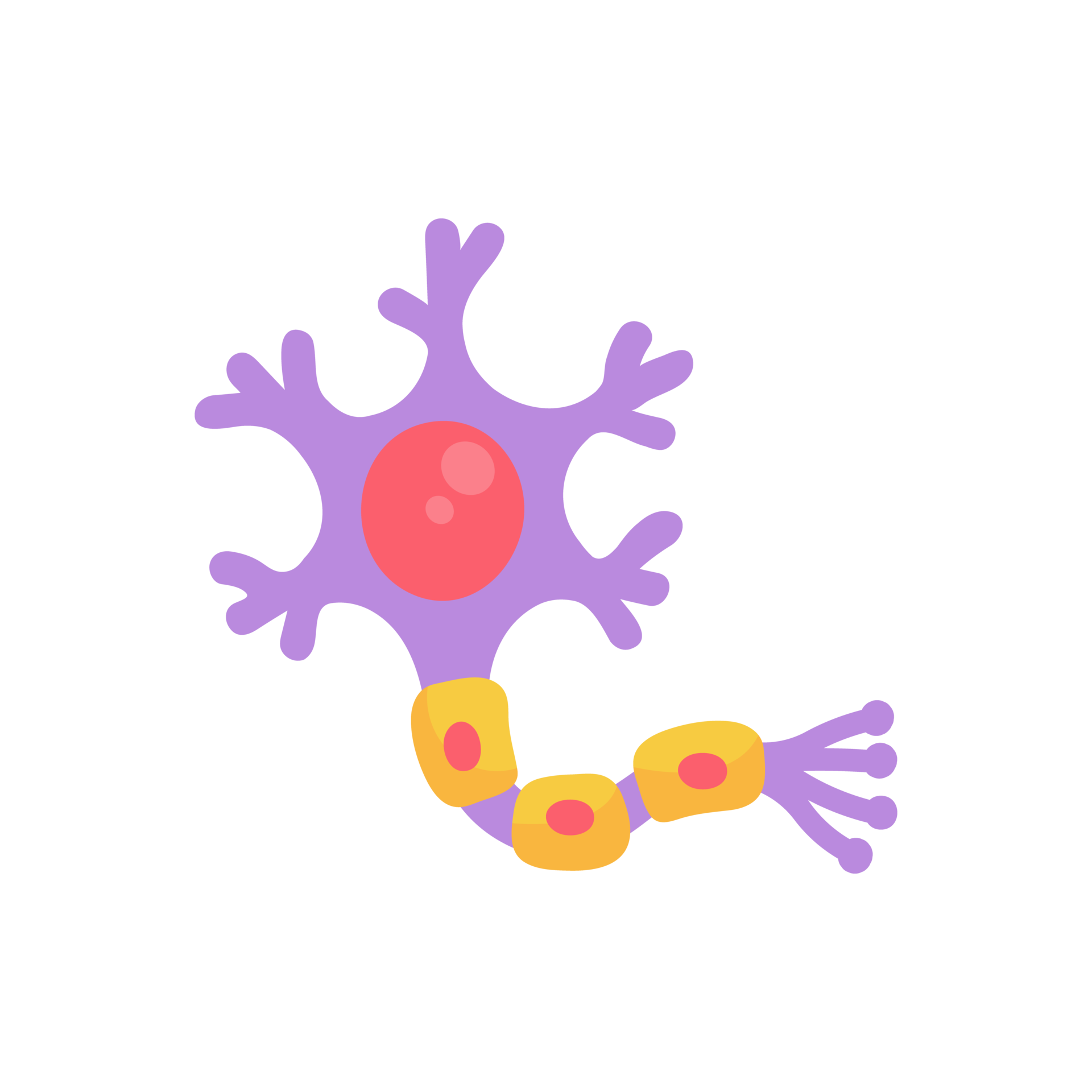 human sensory neuron model for biology studies 14536748 PNG human sensory neuron model for biology studies 14536748 PNG